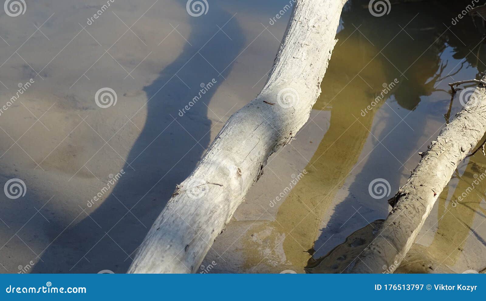 Two Logs of a Tree Lie Above the Water. Stock Image - Image of water ...