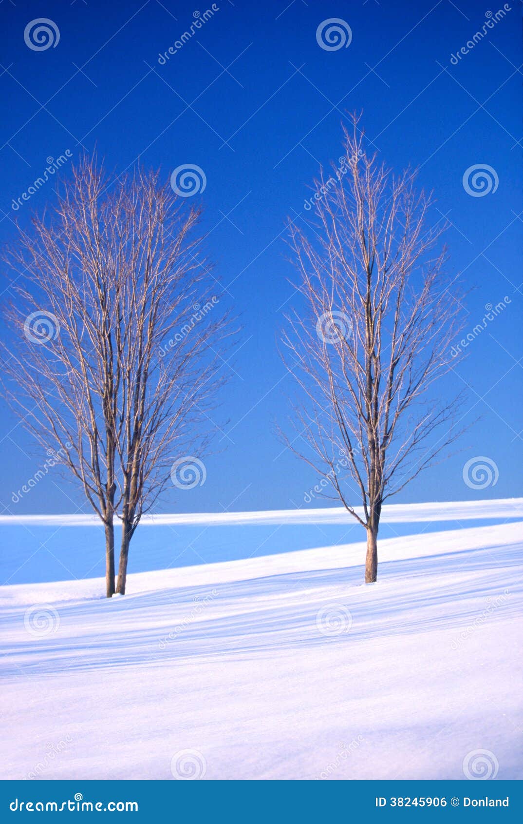 Two Lone Barren Trees in the Winter Stock Photo - Image of northeast ...