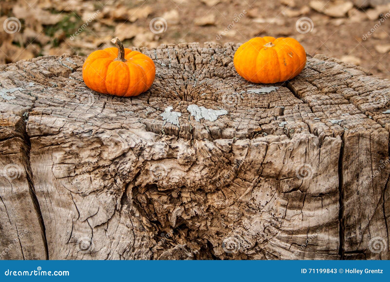 Two Lone Pumpkins stock image. Image of double, lone - 71199843