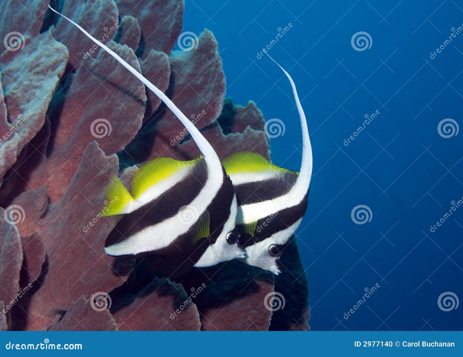 Two long finned bannerfish stock photo. Image of marine - 2977140