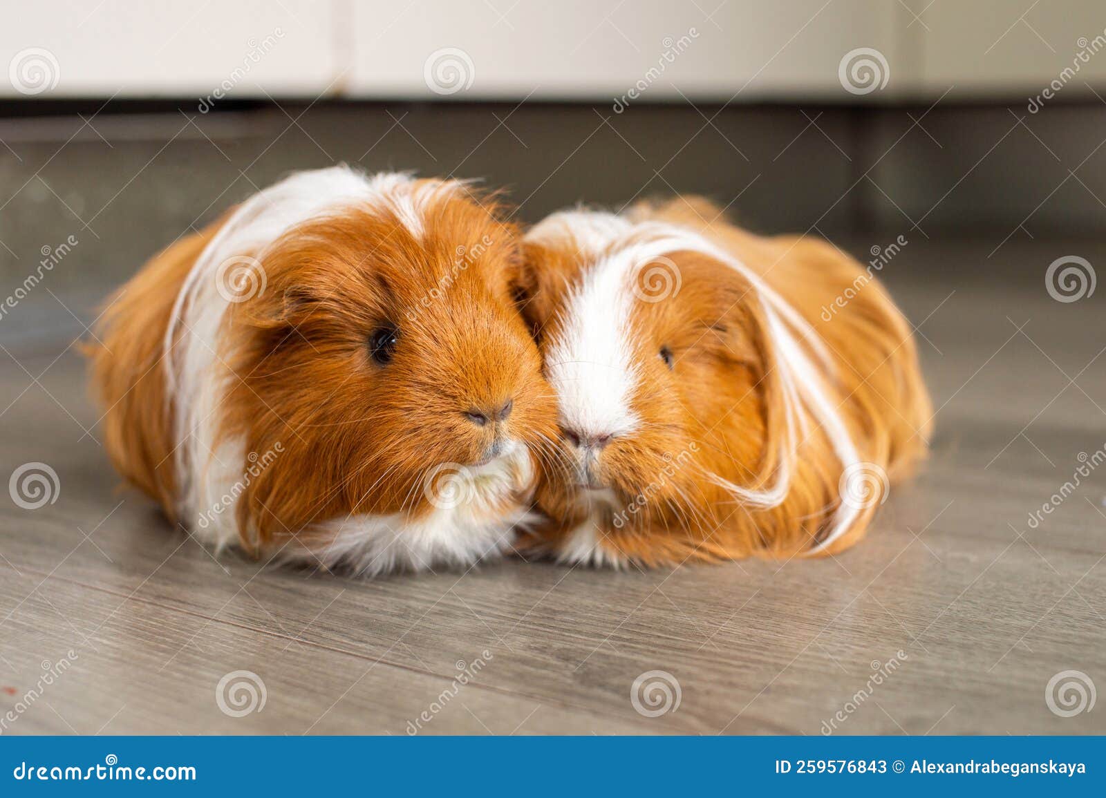 Two Long-haired Guinea Pigs are Sitting Indoors Stock Image - Image of ...