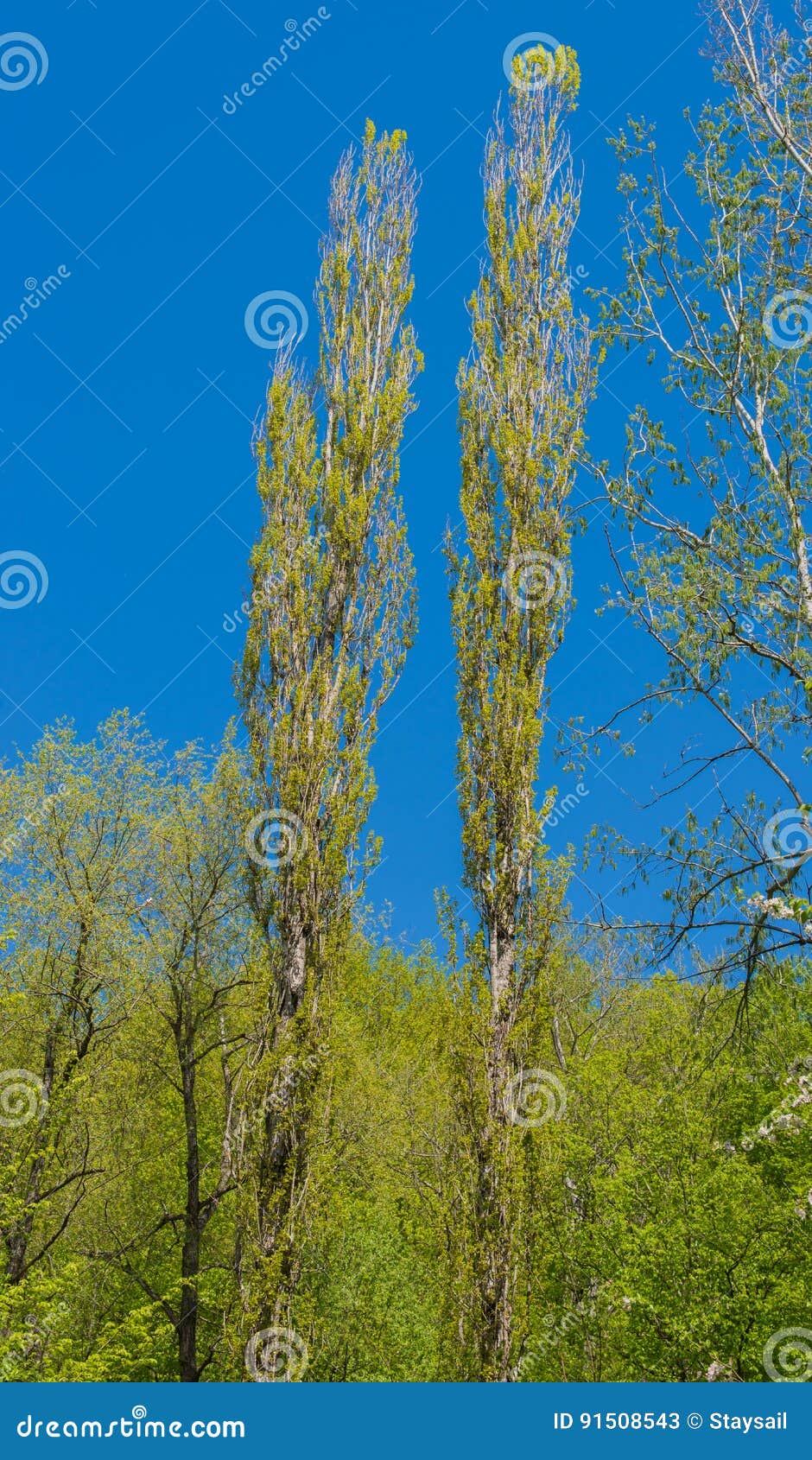 Two Long Pyramidal Poplar Tree. Stock Image - Image of outdoor ...