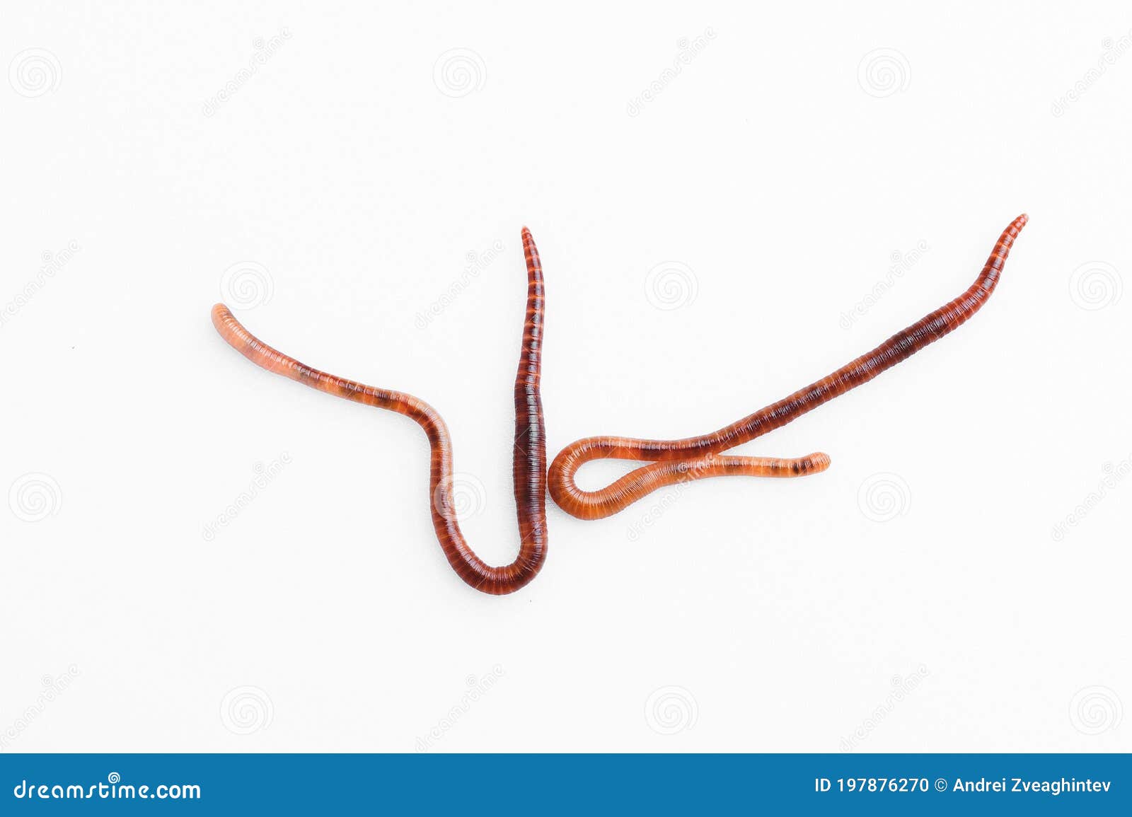 Two long rainworms stock photo. Image of invertebrate - 197876270