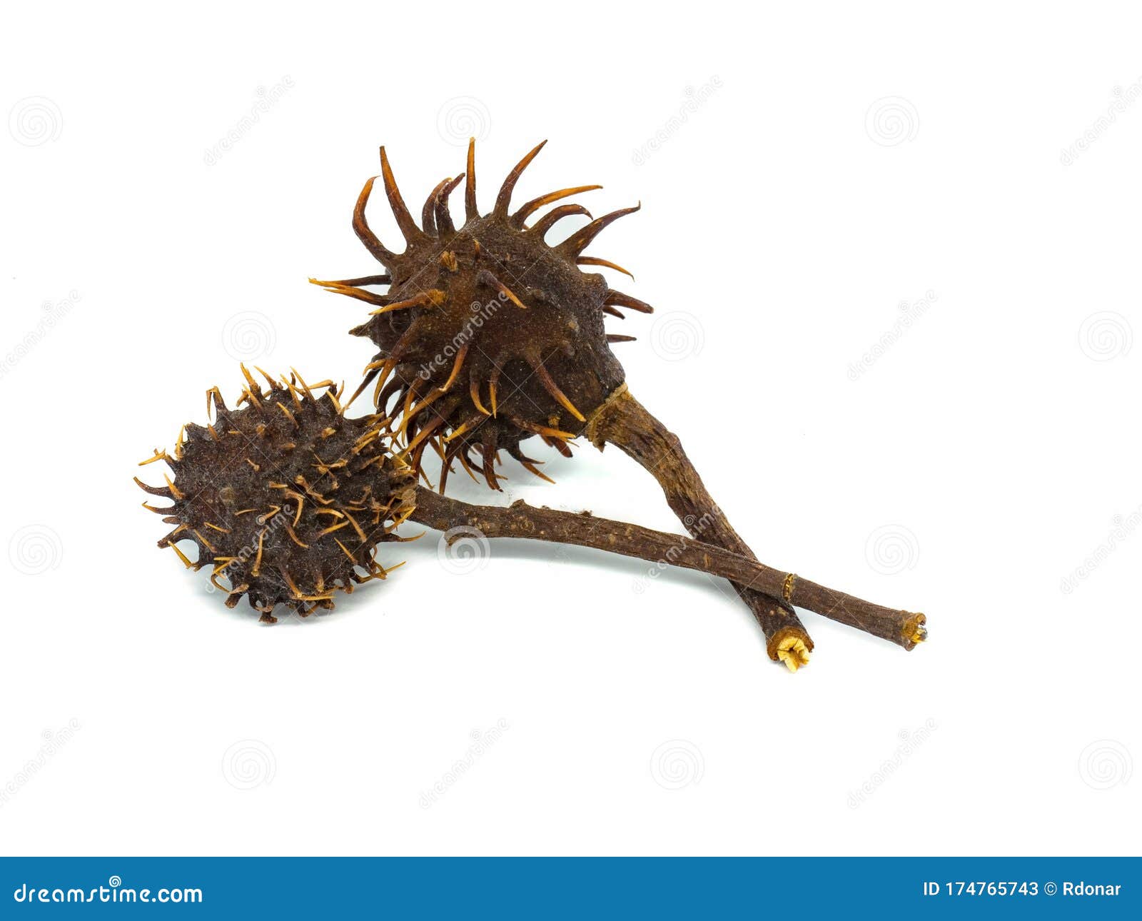 Two Long Spike Shells of Dry Chestnuts on White Stock Image - Image of ...