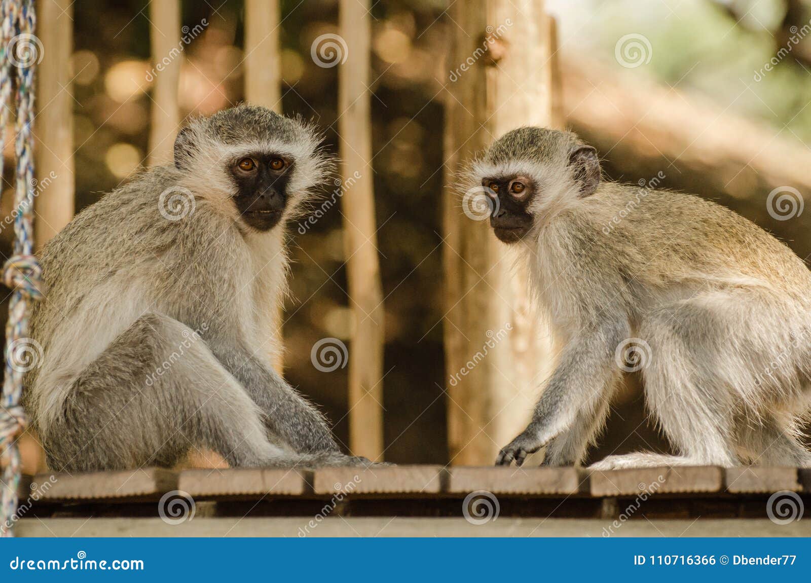 Two Monkey Friends Sitting on a Ledge Stock Photo - Image of bushes ...