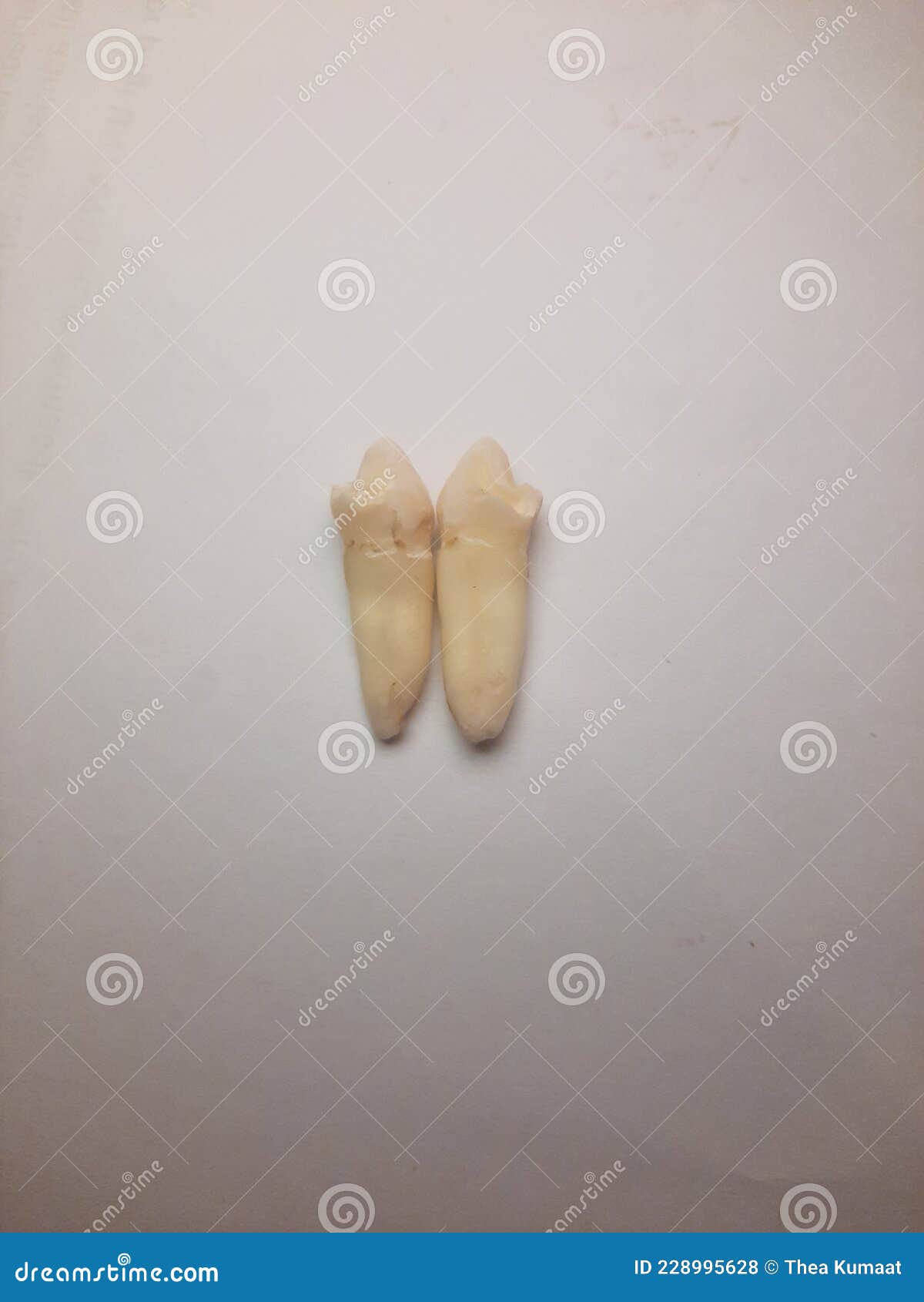 Two Long Teeth on White Background Stock Photo - Image of lighting ...