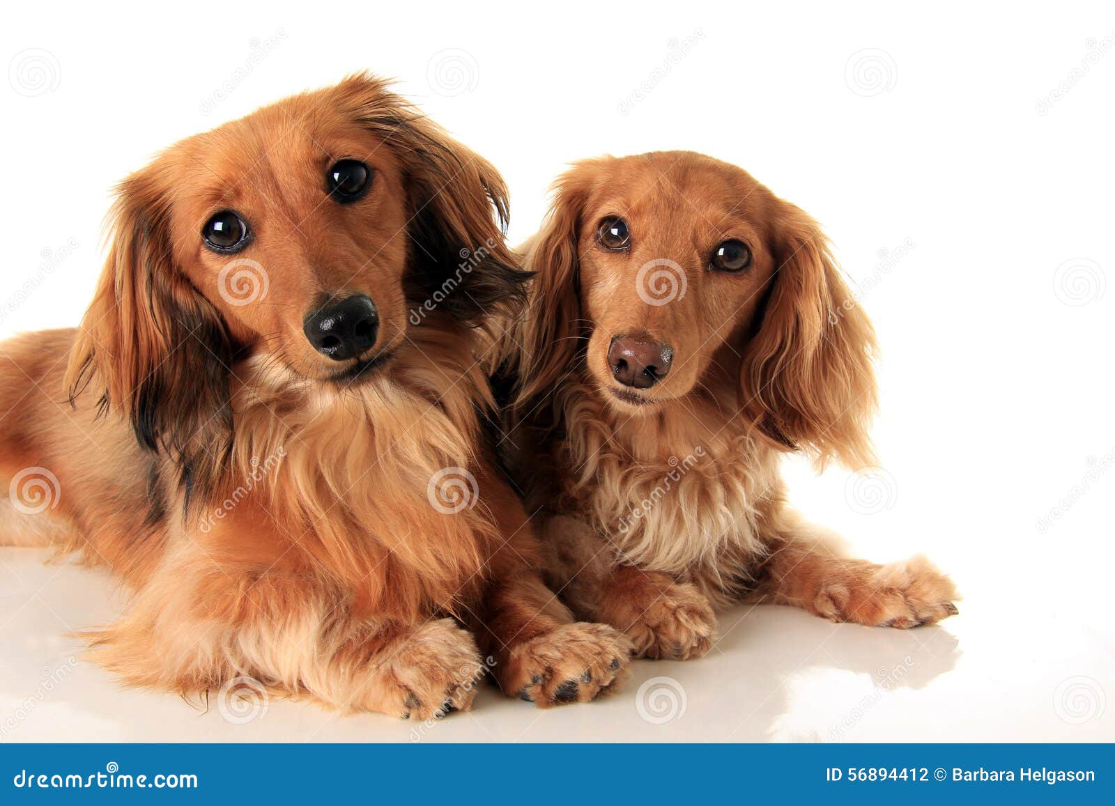 Two longhair dachshunds stock photo. Image of doxie, wiener - 56894412