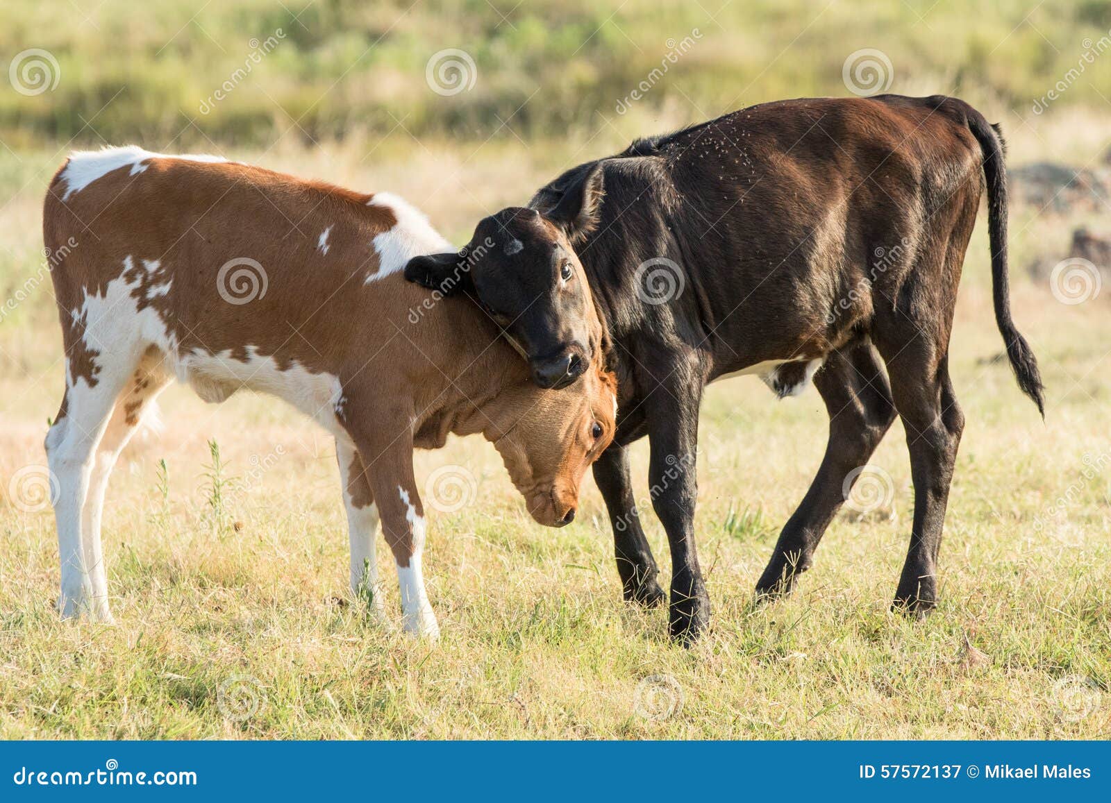 Two Longhorn Calves Play Fighting Stock Image - Image of calf, fighting ...