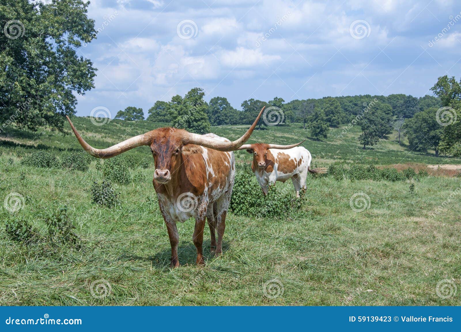 Two Longhorn cattle stock image. Image of longhorns, longhorn - 59139423