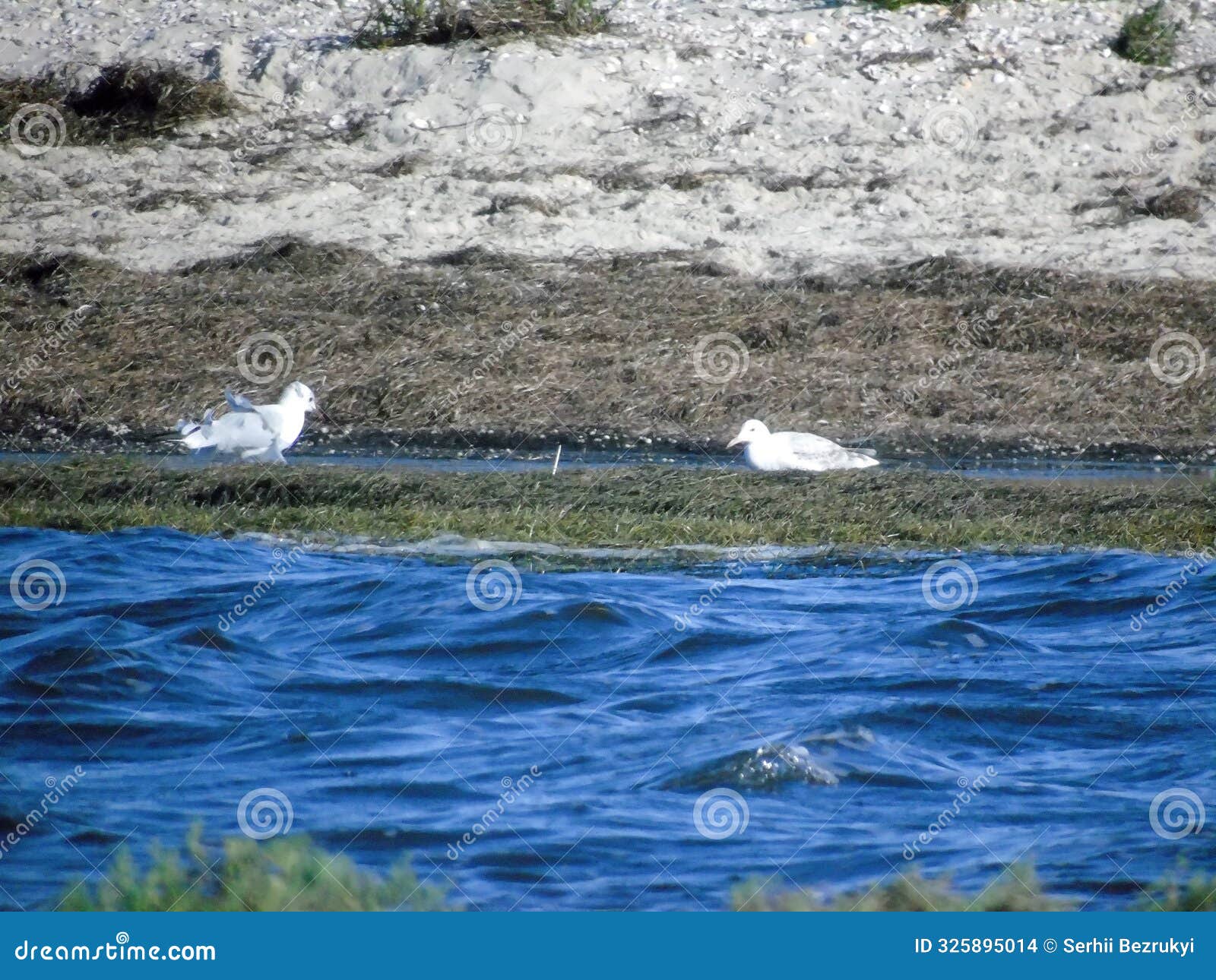 Two Loons Seabirds Sit on the Shore Against the Background of Waves ...