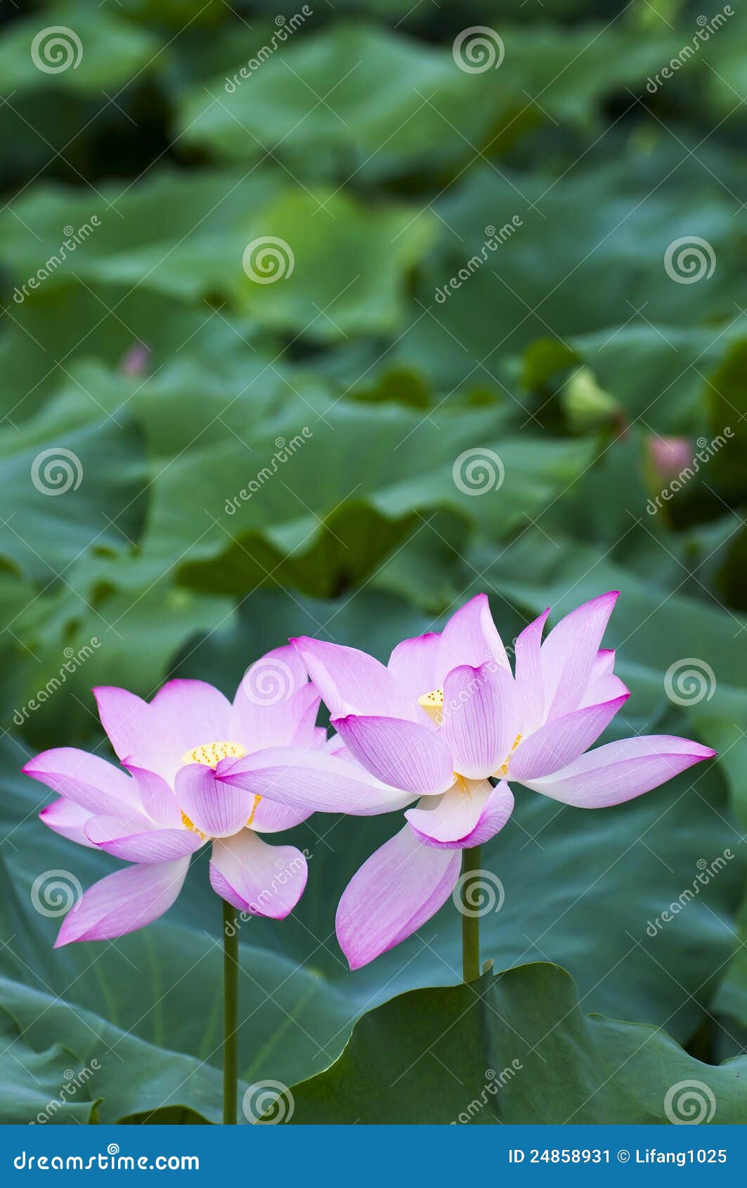 Two Lotus stock image. Image of shade, bloom, blooming - 24858931