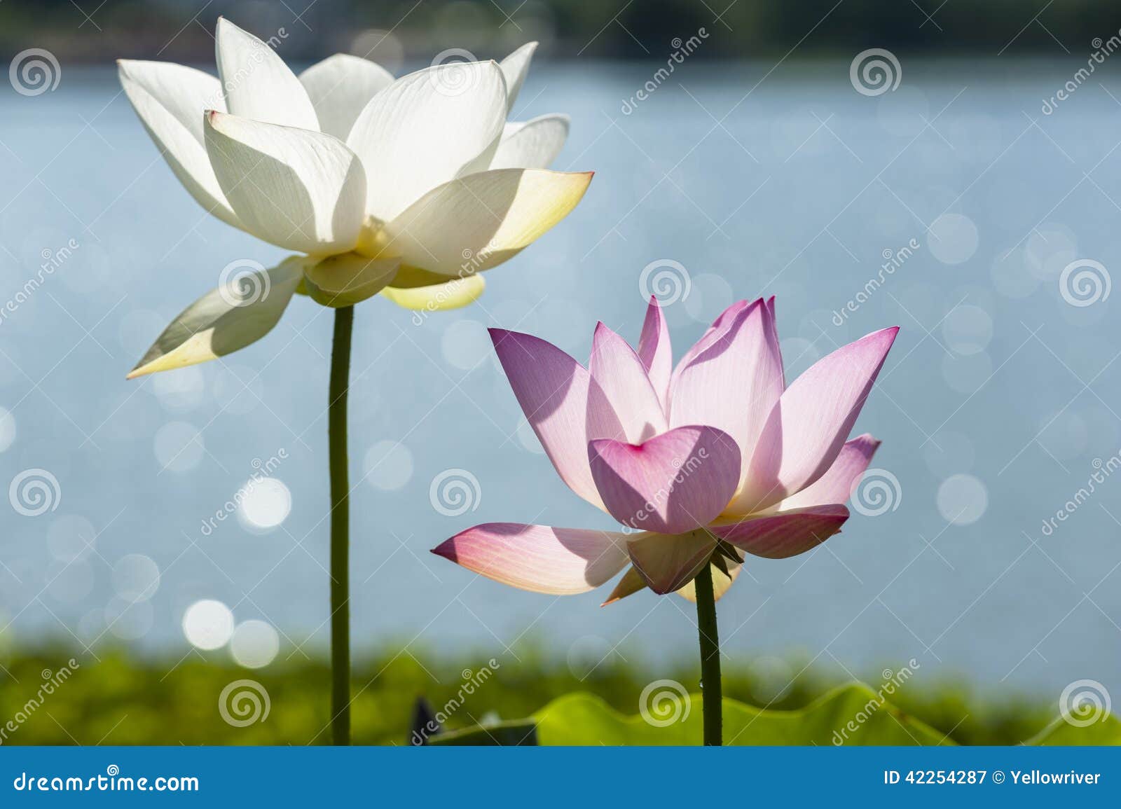 Two lotus stock image. Image of waterlily, petal, flower - 42254287