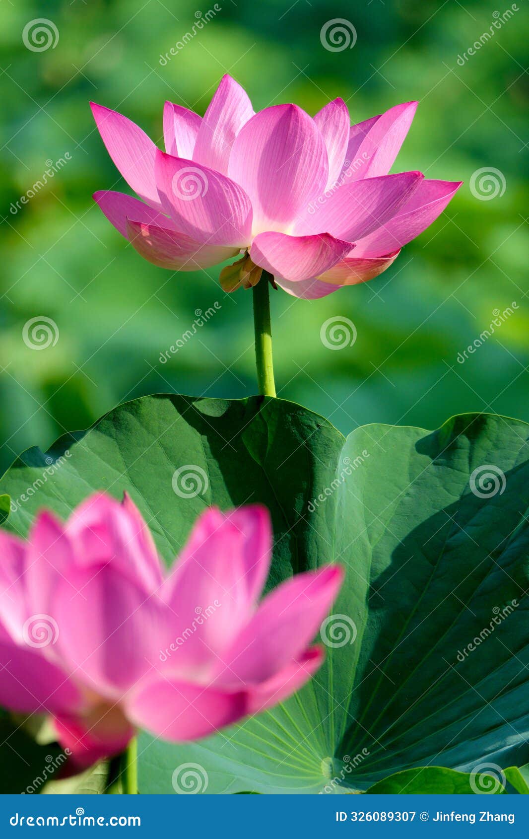 Two lotus flower stock image. Image of nature, pink - 326089307