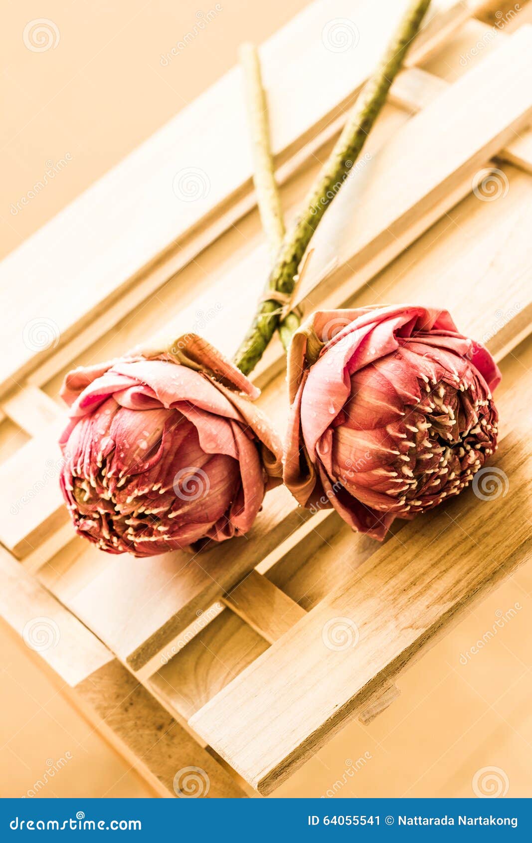 Two lotus flower stock image. Image of beautiful, lotus - 64055541