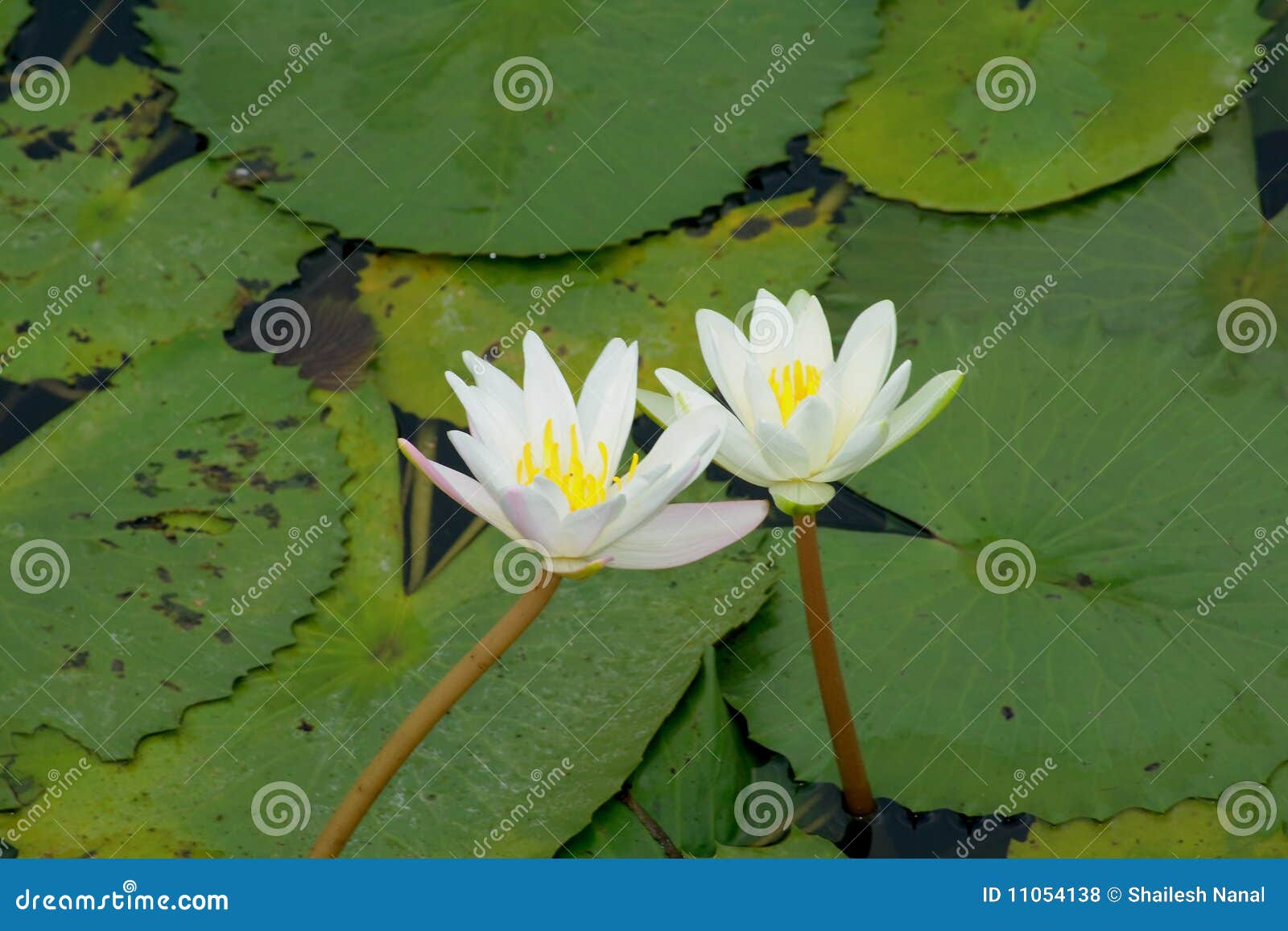 Two lotus flowers stock photo. Image of natural, dark - 11054138