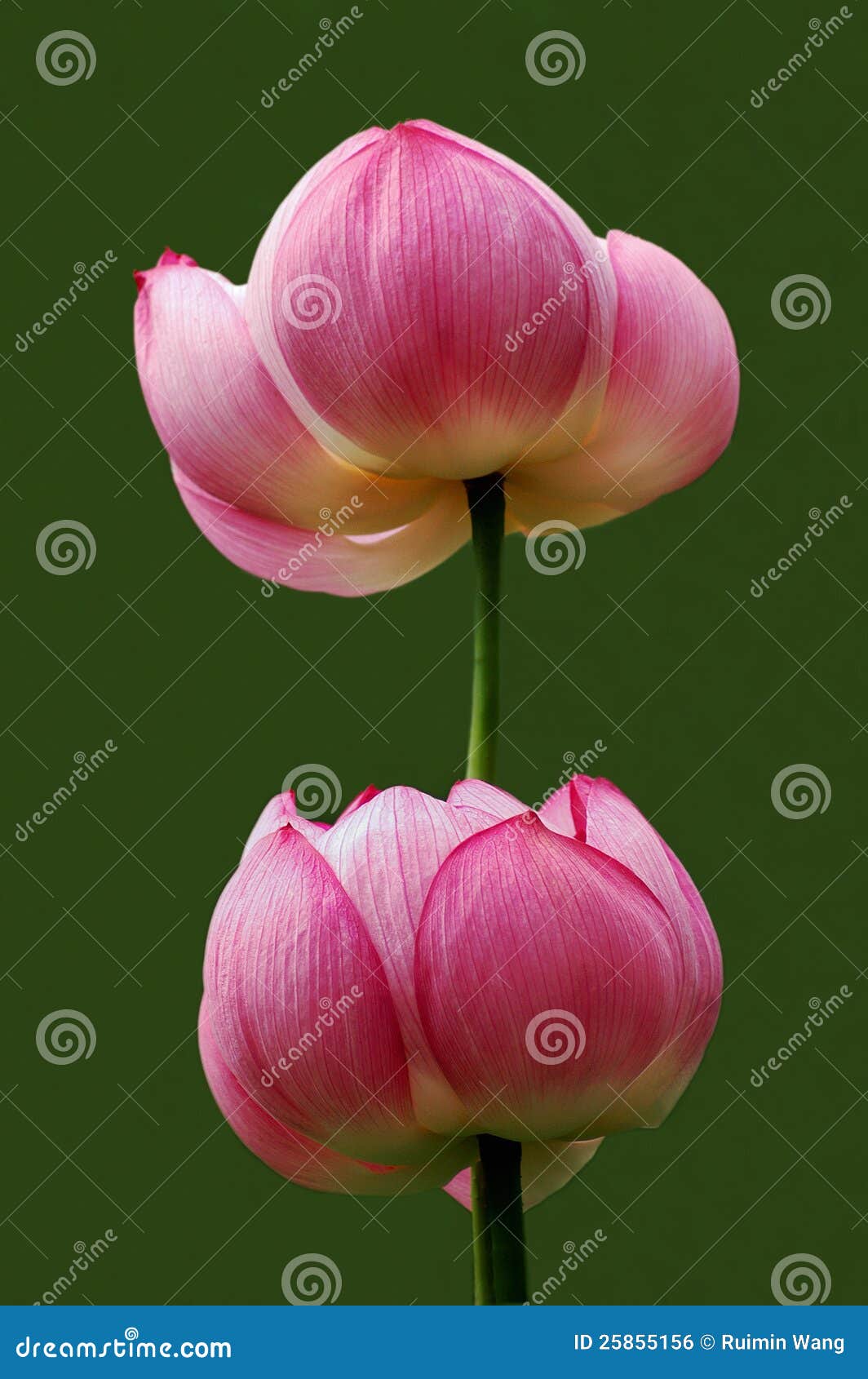 Two Lotus Flowers stock photo. Image of nature, bloom - 25855156