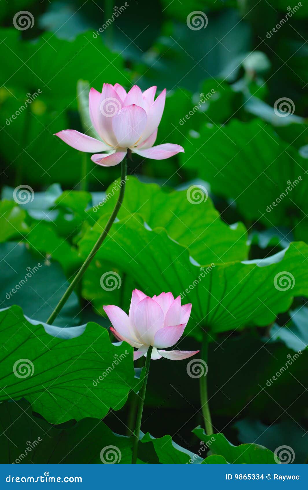 Two Lotus flowers stock photo. Image of foliage, plant - 9865334