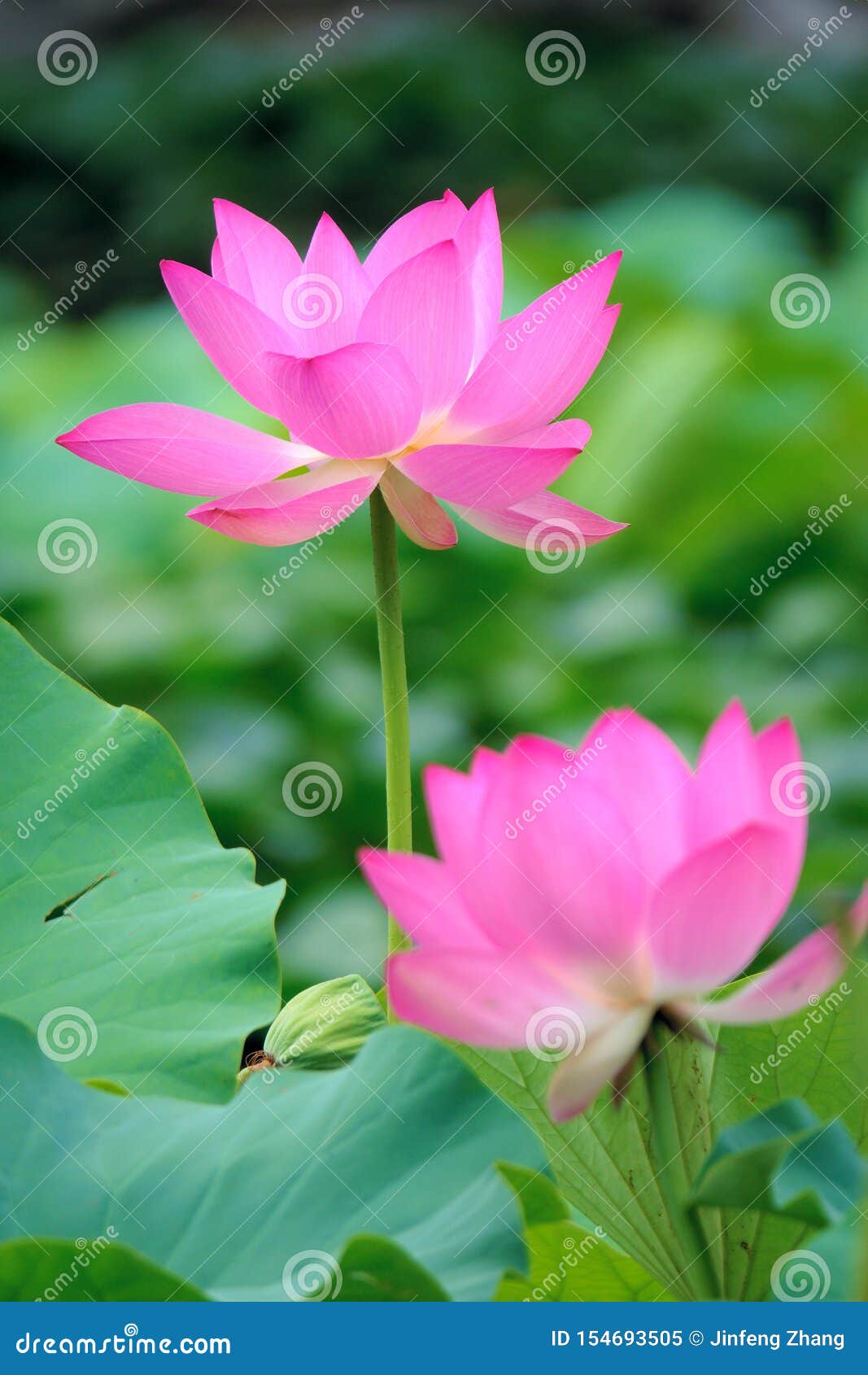 Two lotus flowers stock image. Image of summer, garden - 154693505