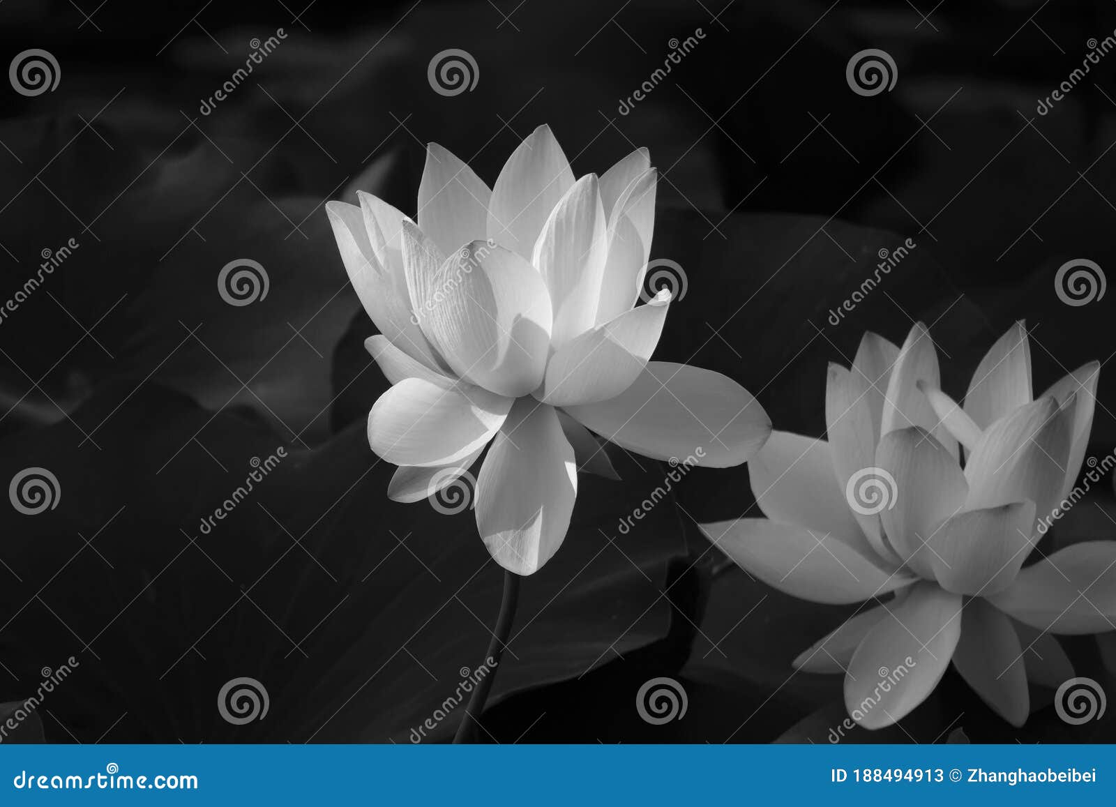 Two lotus flowers stock image. Image of flowers, natural - 188494913
