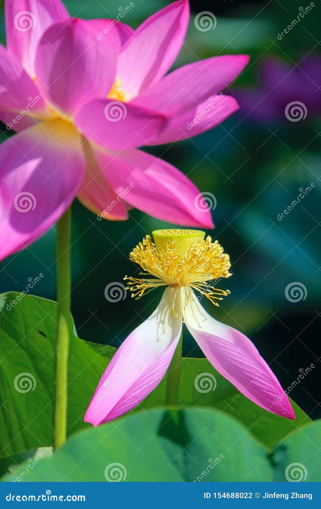 Two lotus flowers stock photo. Image of plant, blooming - 154688022