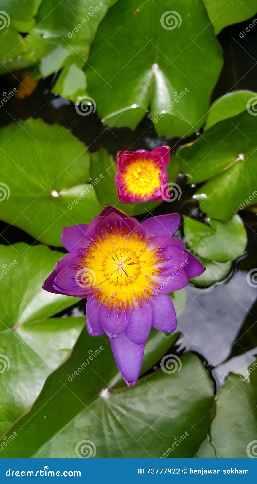 Two lotus in pond stock photo. Image of twin, lotus, pink - 73777922