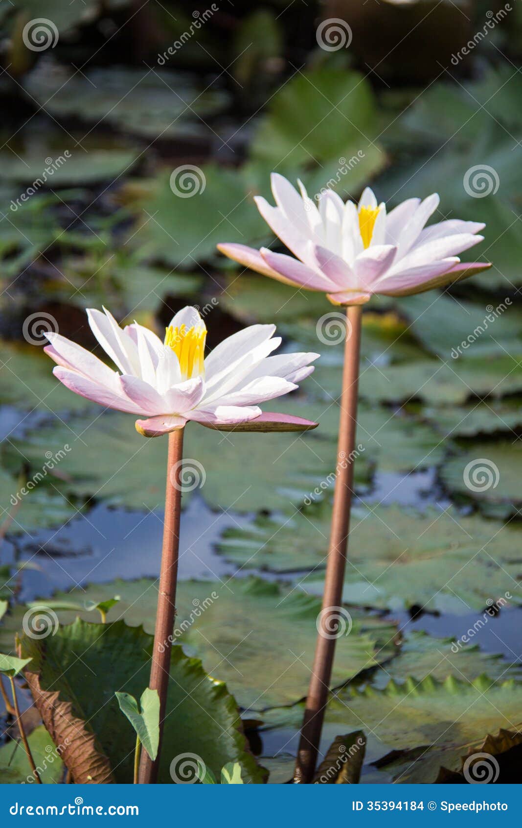 Two lotus in river stock photo. Image of buddhism, flower - 35394184