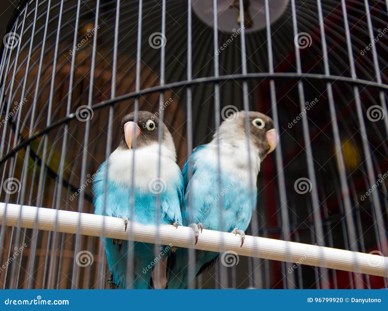 A two love bird stock photo. Image of love, blue, bird - 96799920