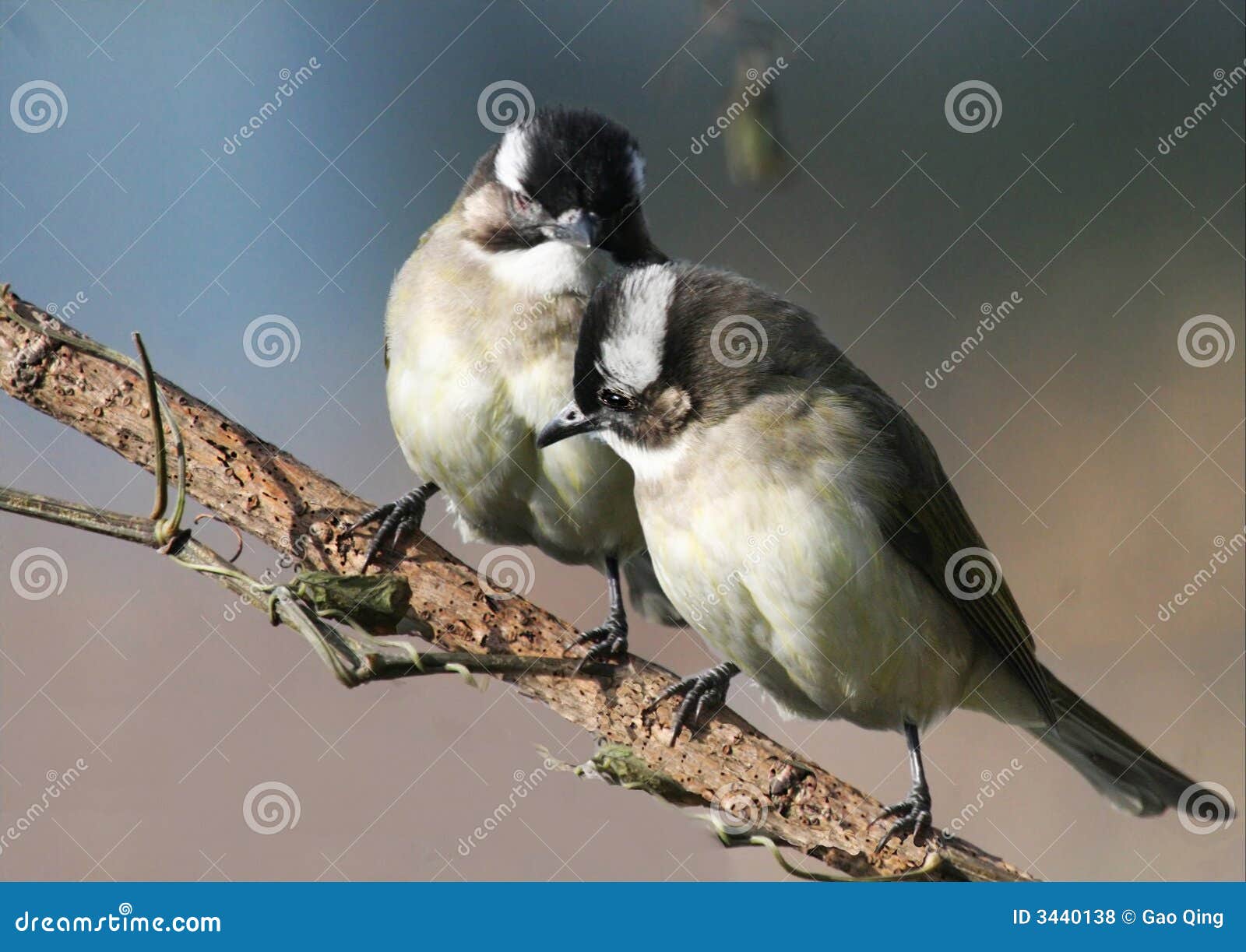 Two love-birds stock photo. Image of china, death, chinese - 3440138