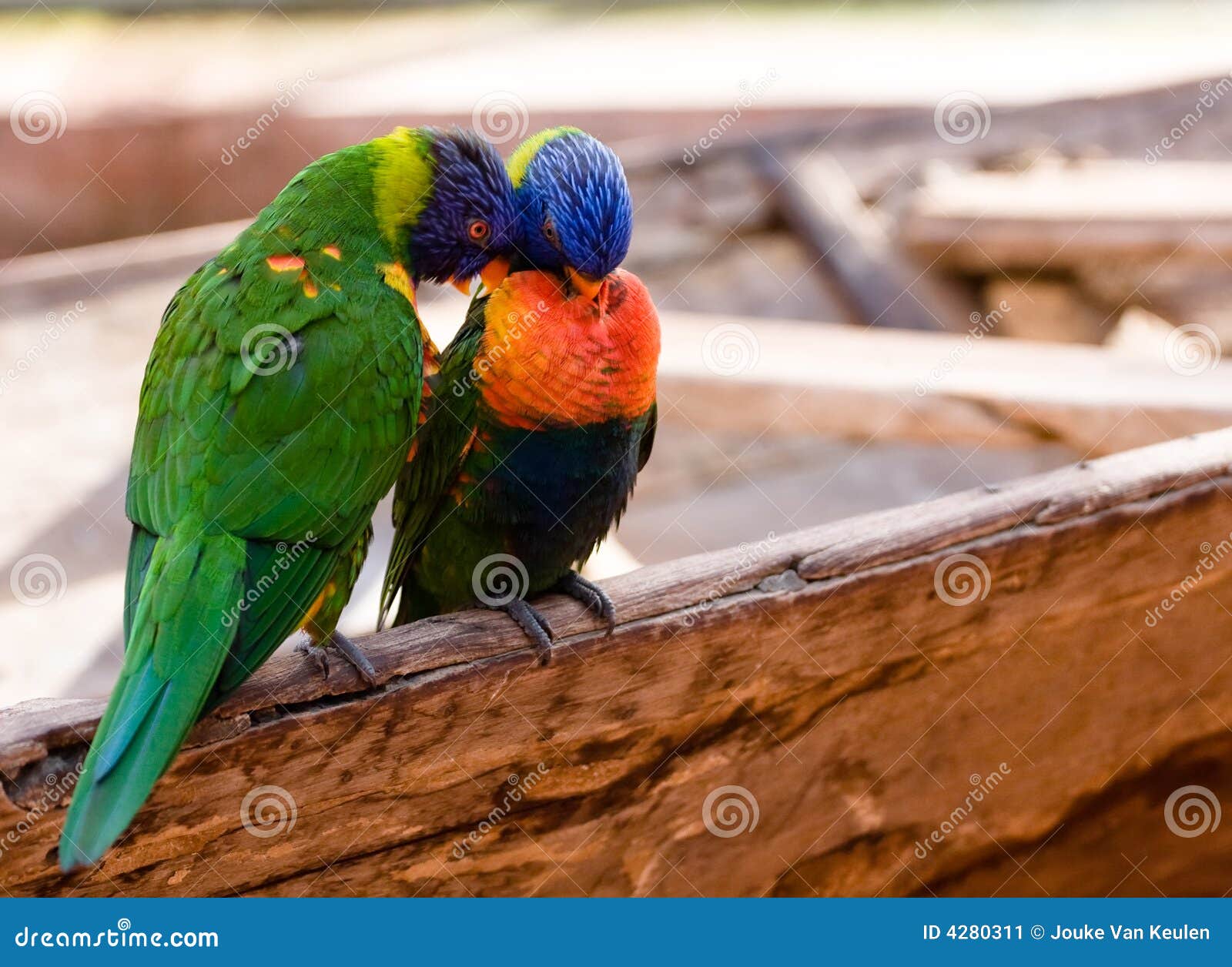 Two love birds stock image. Image of barrels, domestic - 4280311