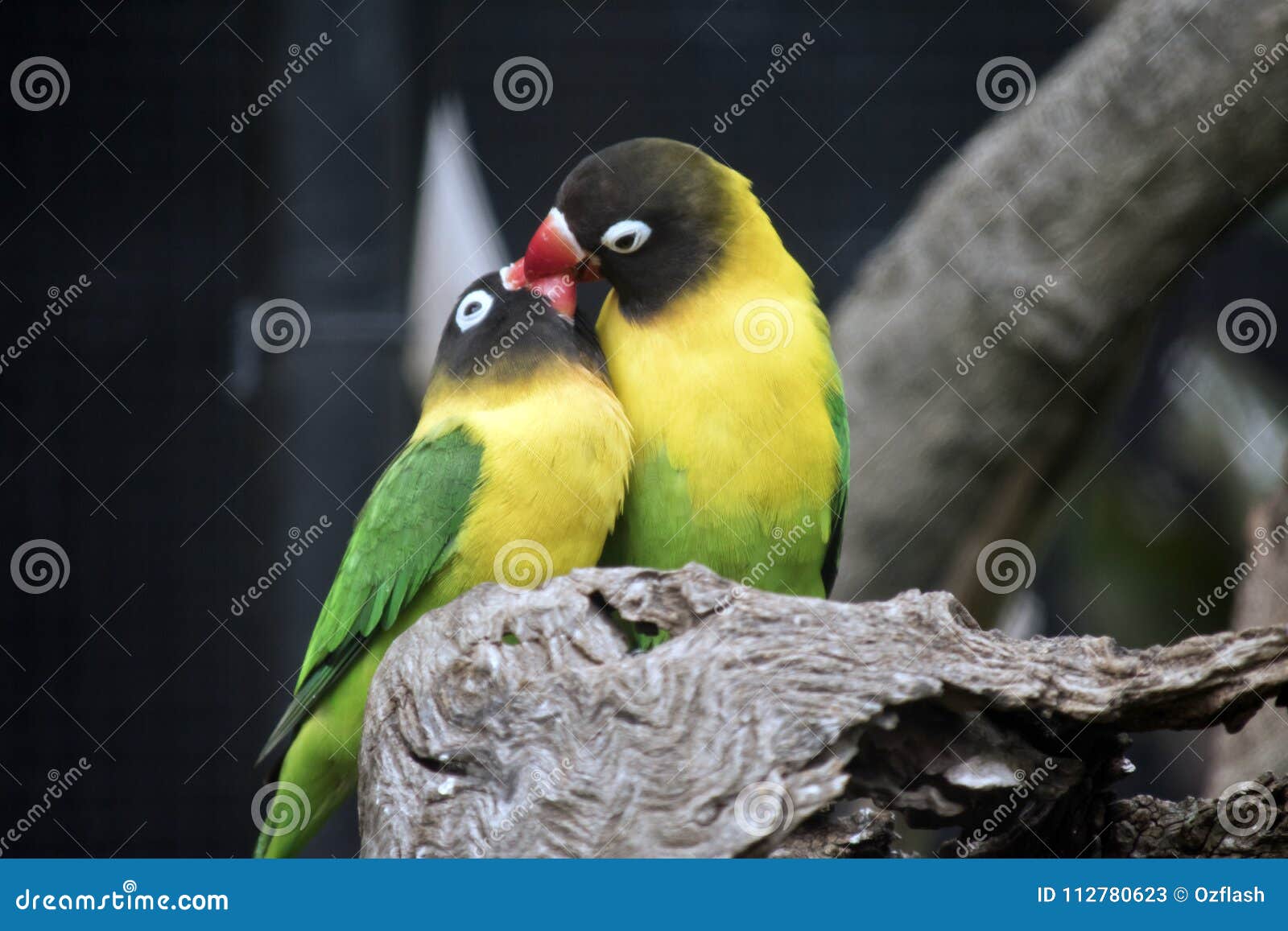 Two love birds stock image. Image of love, birds, kissing - 112780623