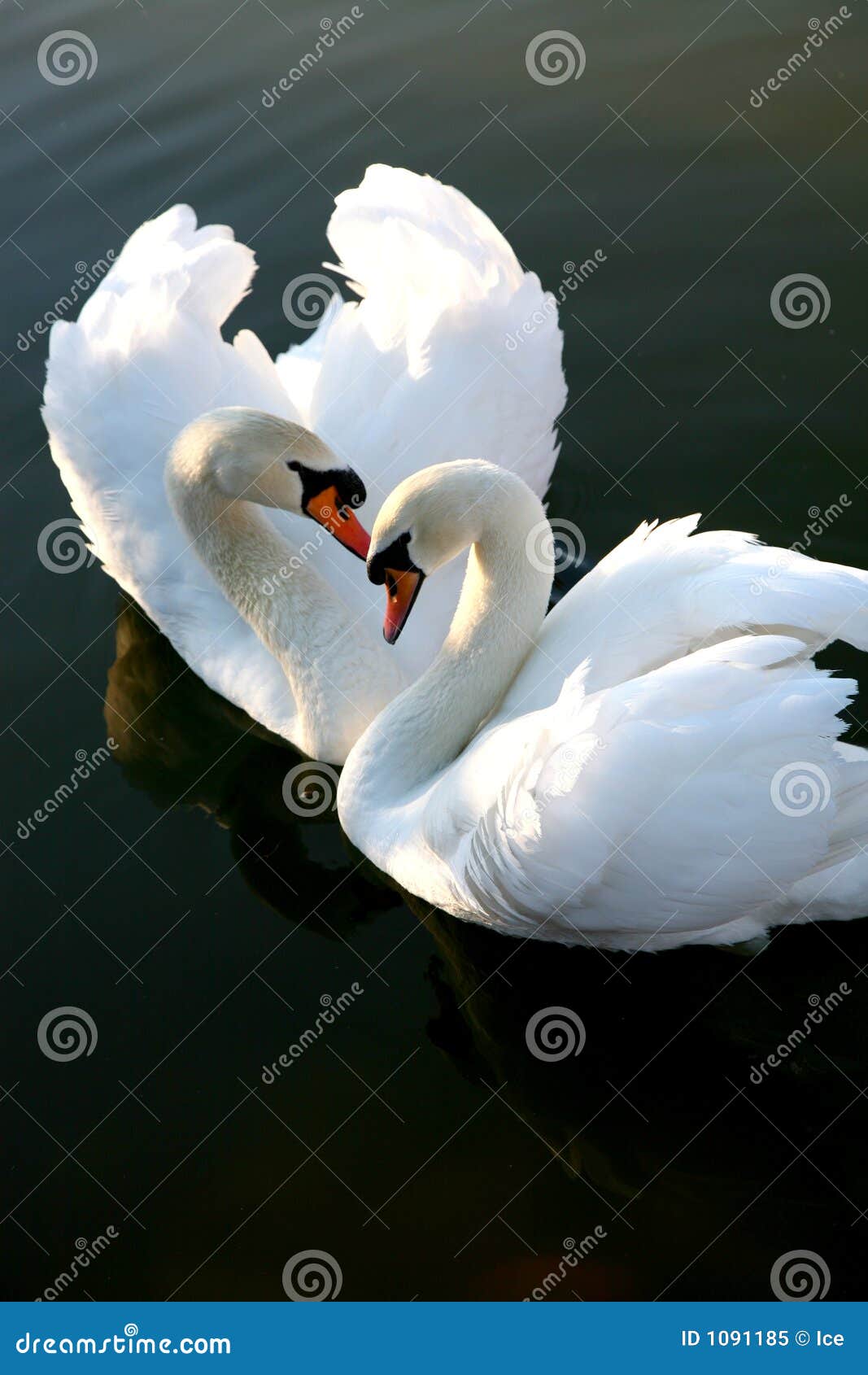 Two Love Swans stock image. Image of birds, swan, wild - 1091185