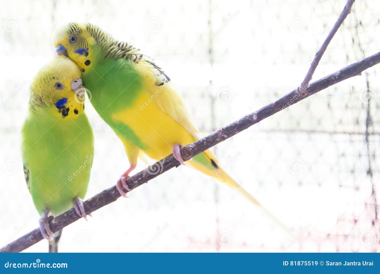 Two Lovebirds Standing on a Branch Stock Image - Image of lovebirds ...