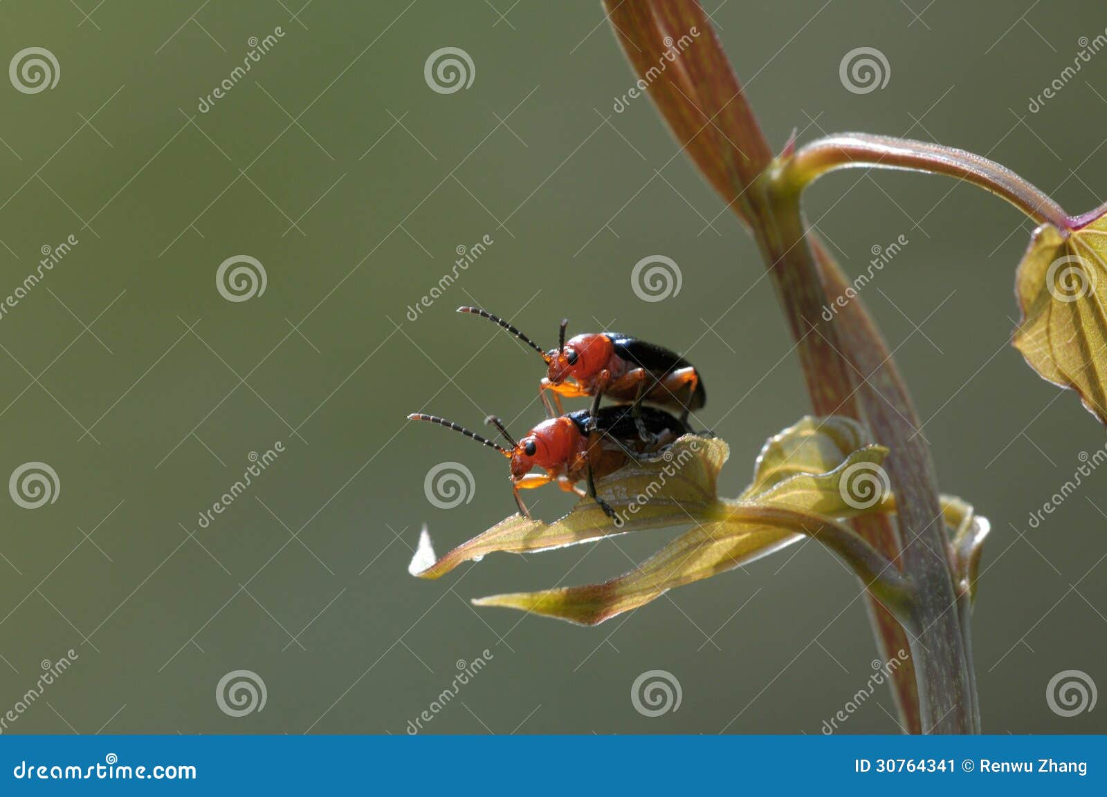 Two lovely beetles stock image. Image of beetles, antenna - 30764341