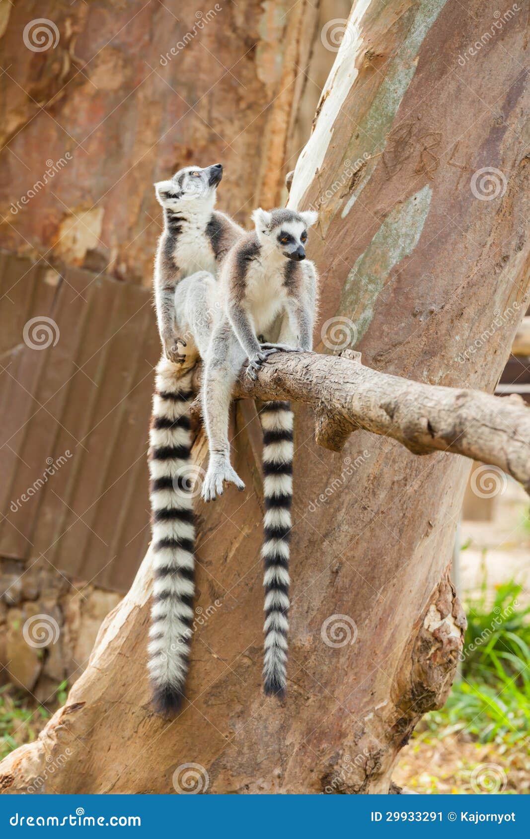 Two lovely Lemur sitting stock image. Image of prosimian - 29933291