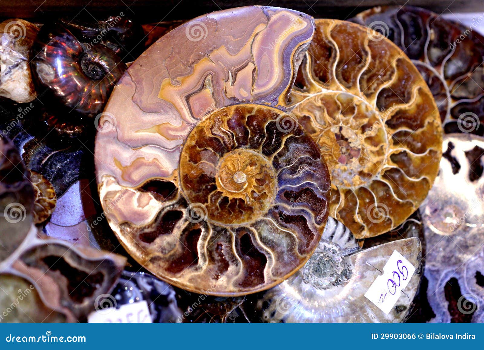 Ammonite stock photo. Image of closeup, animal, infinity - 29903066