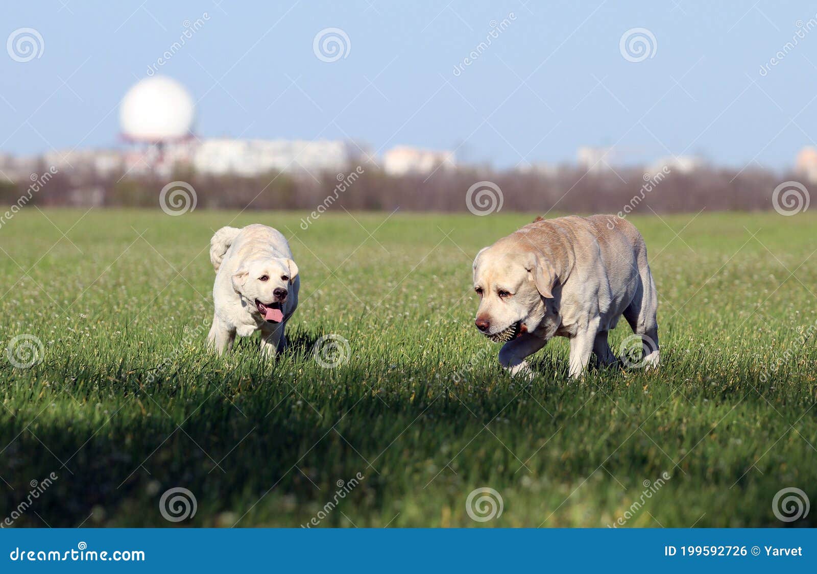 Two Lovely Yellow Labradors in the Park Stock Photo - Image of pale ...