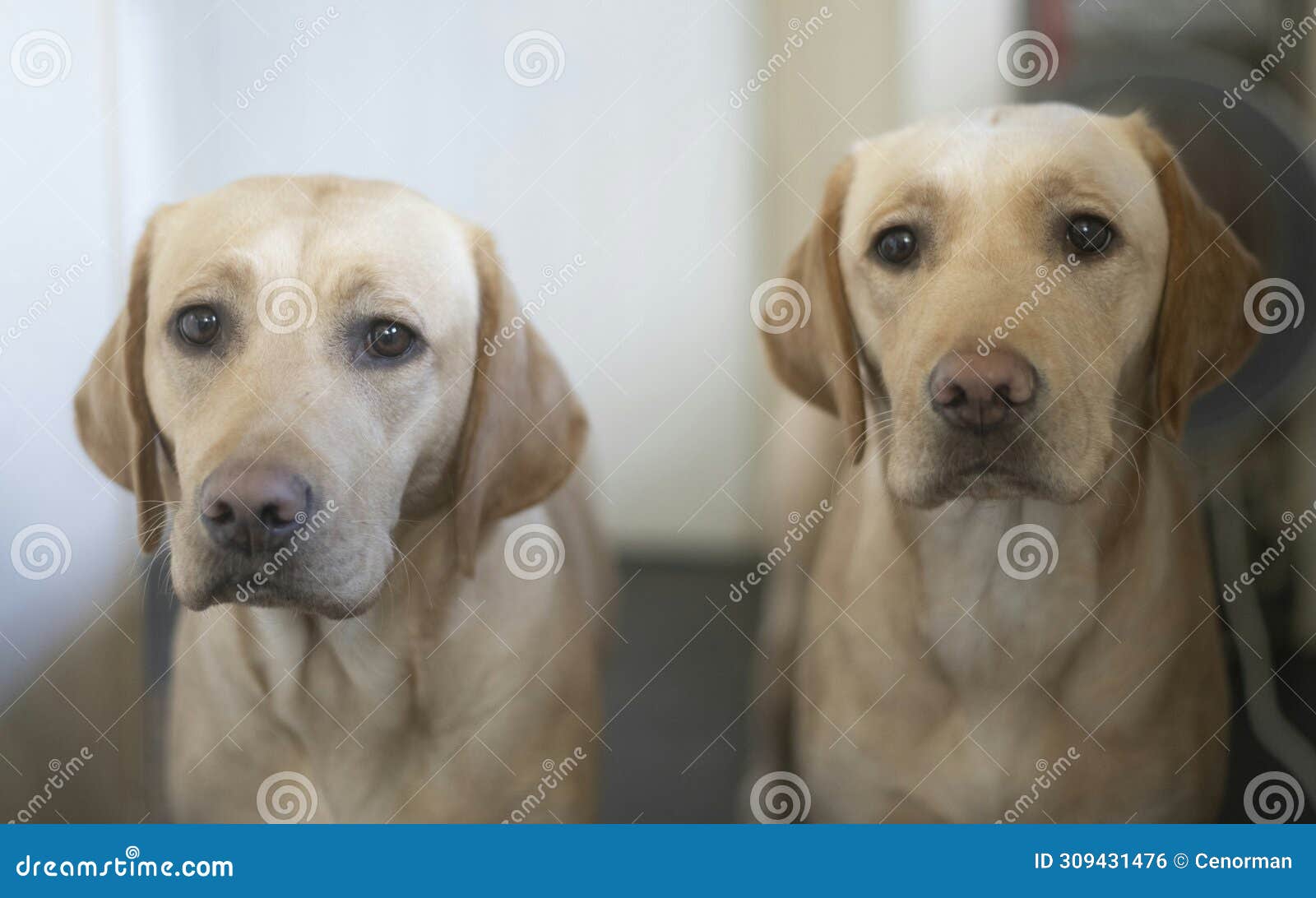 Two Lovely Yellow Labradors Waiting for Dinner Stock Photo - Image of ...