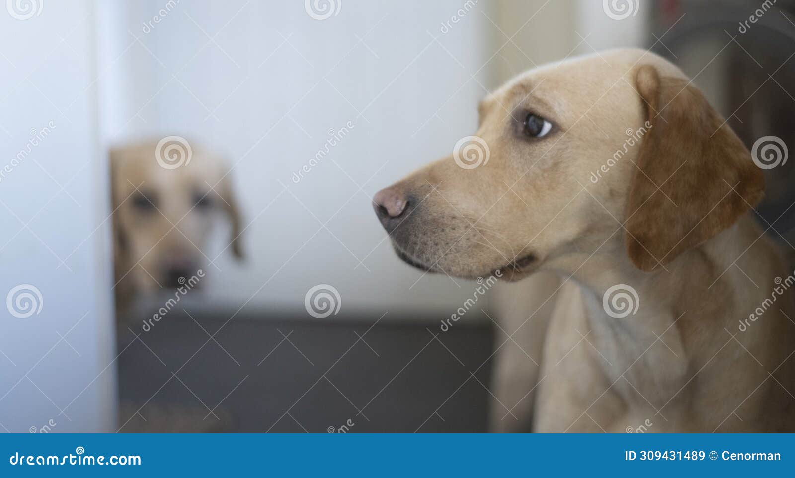 Two Lovely Yellow Labradors Waiting for Dinner Stock Image - Image of ...