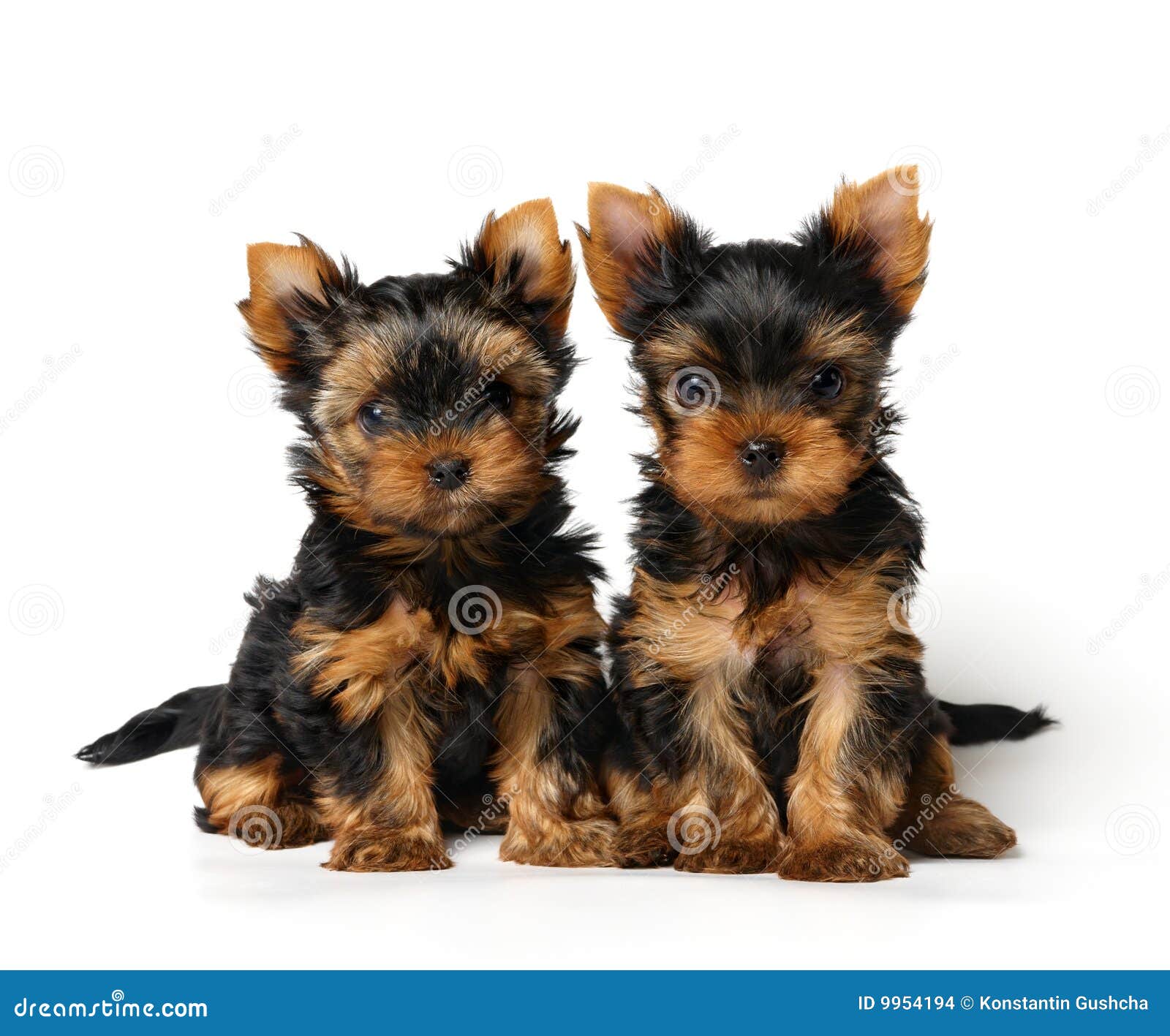 Two Lovely Yorkshire Puppies Stock Photo - Image of cutie, look: 9954194