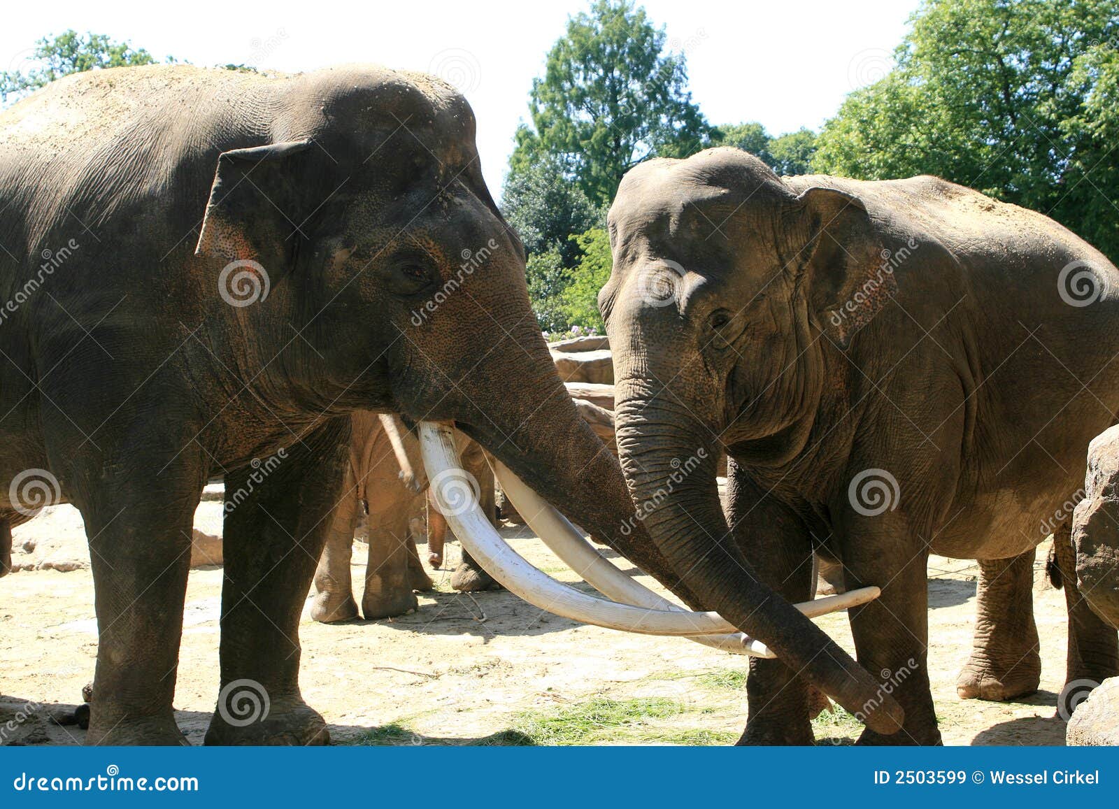 Two loving asian elephants stock image. Image of harmony - 2503599