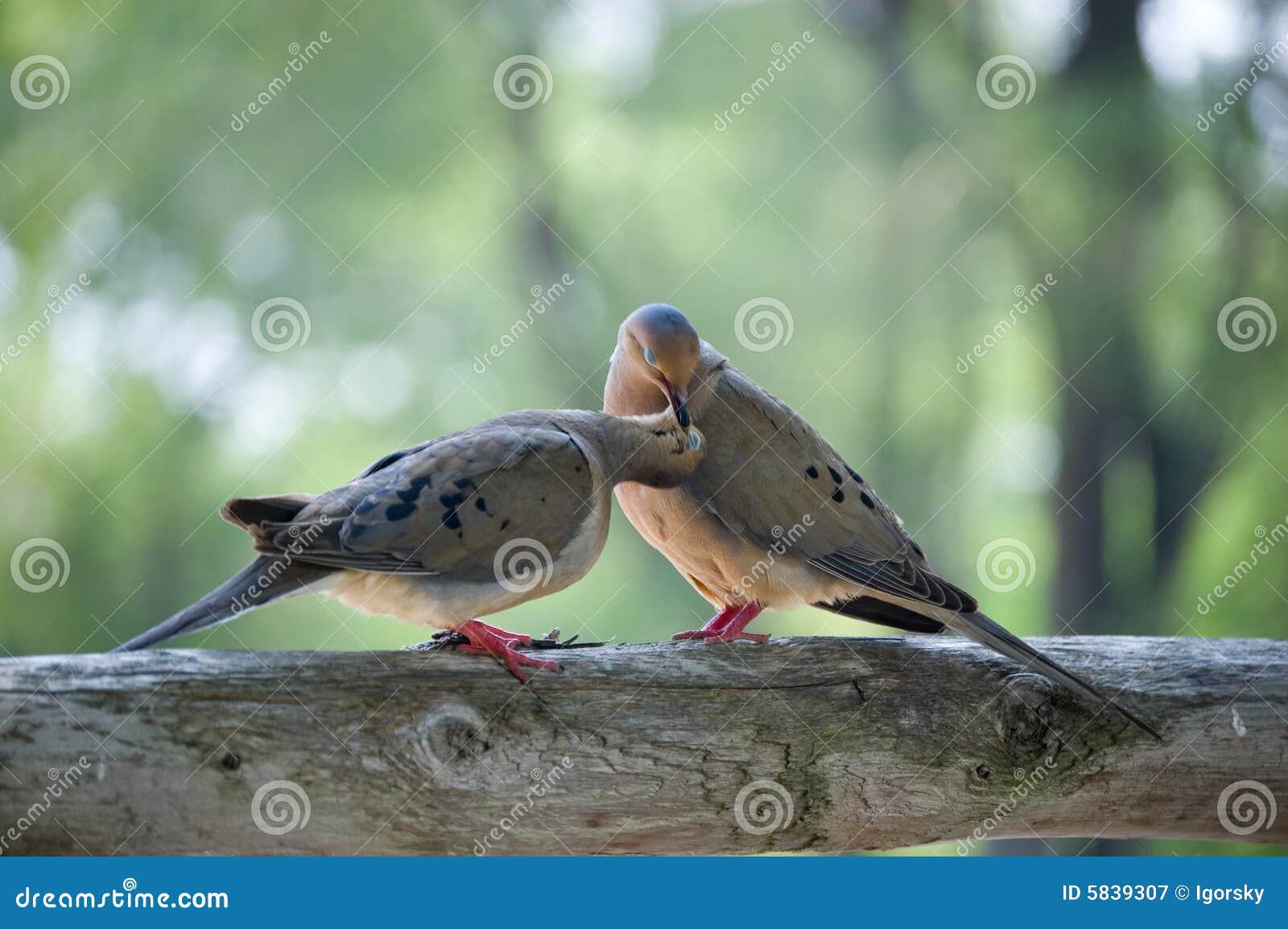 Two loving birds stock image. Image of birds, animal, backlit - 5839307