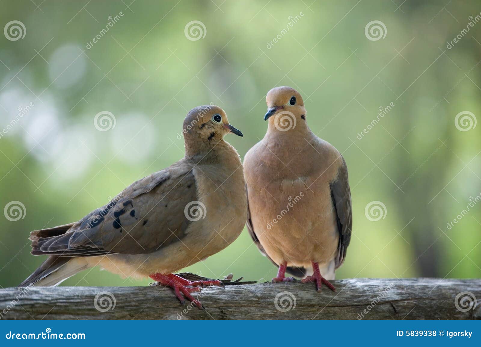 Two loving birds stock photo. Image of sitting, loving - 5839338