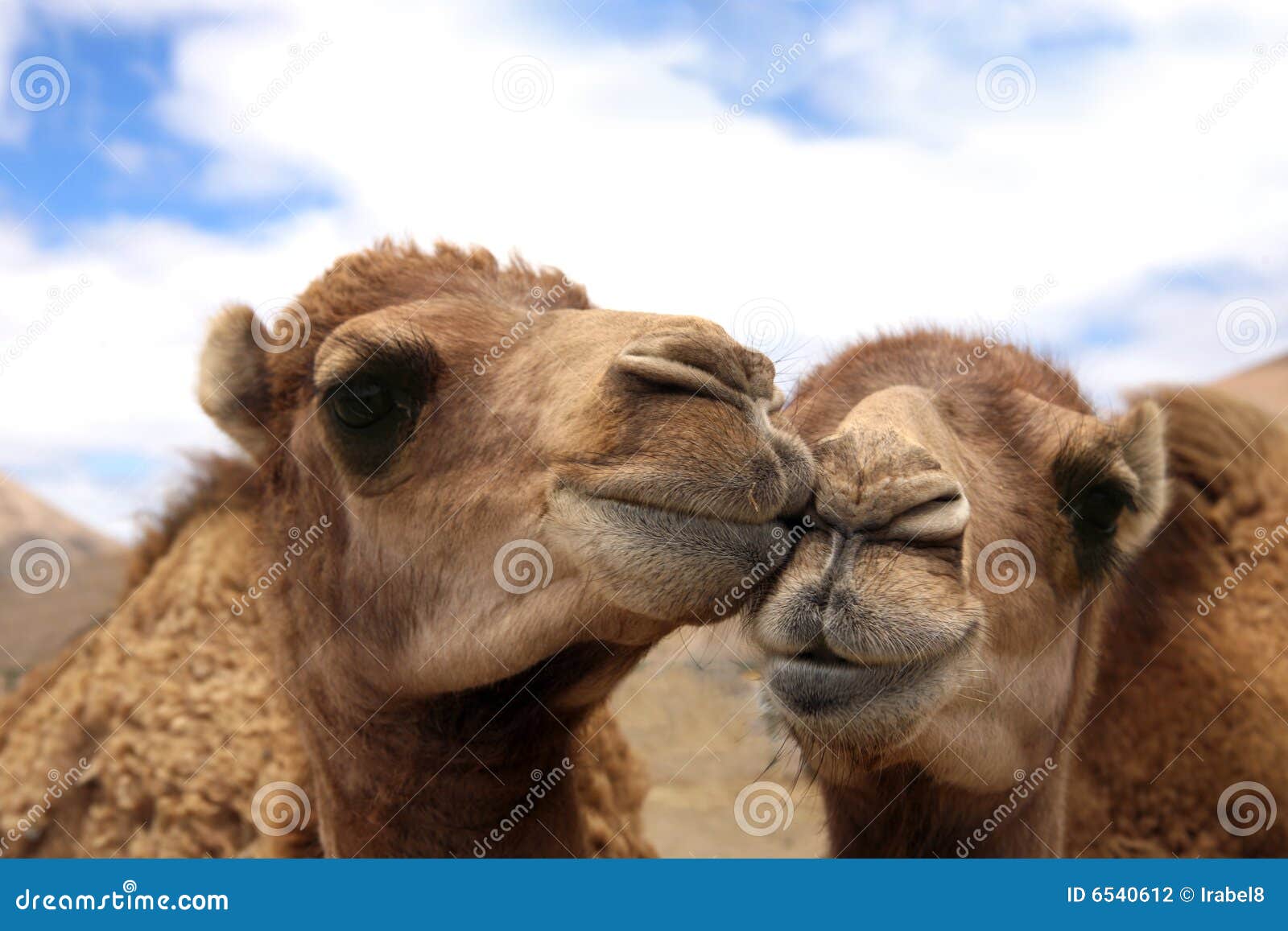 Two loving camels stock photo. Image of nomadic, brown - 6540612