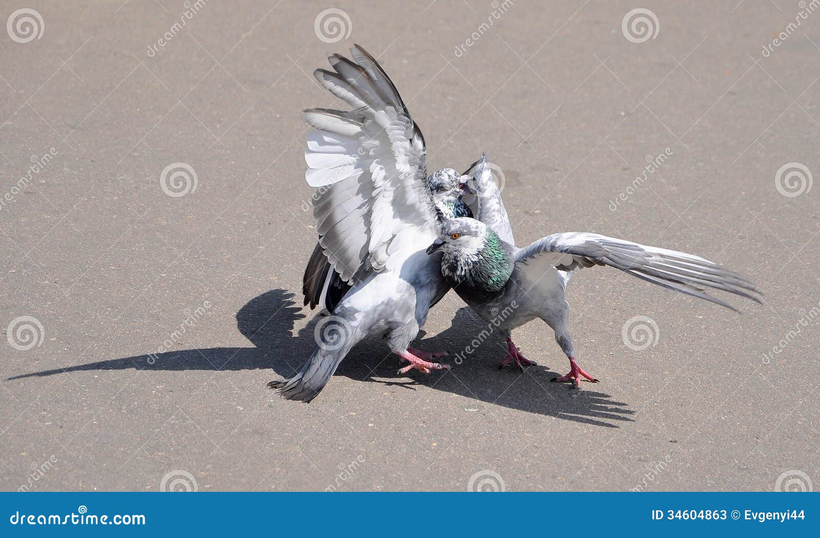 Two loving doves stock image. Image of background, nature - 34604863