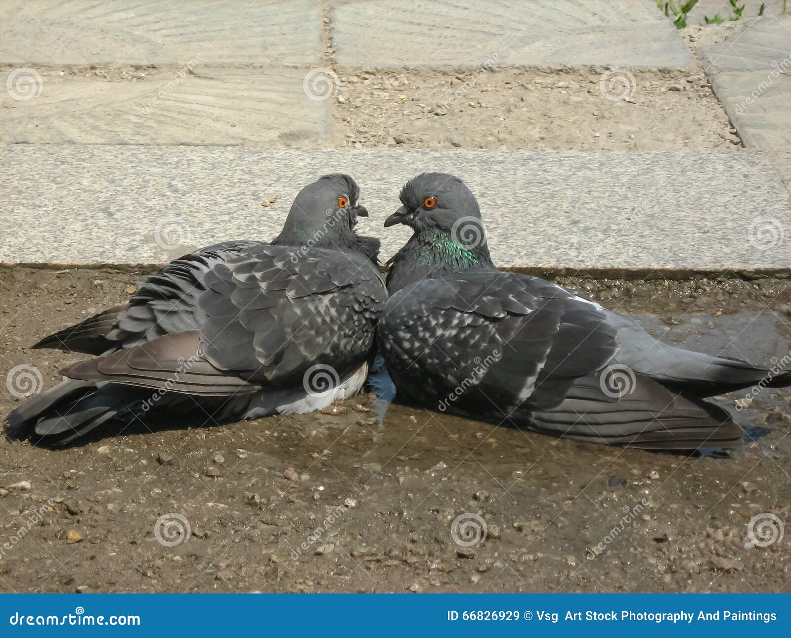 Two Loving Doves in a Gentle Hug Stock Image - Image of bird, pair ...
