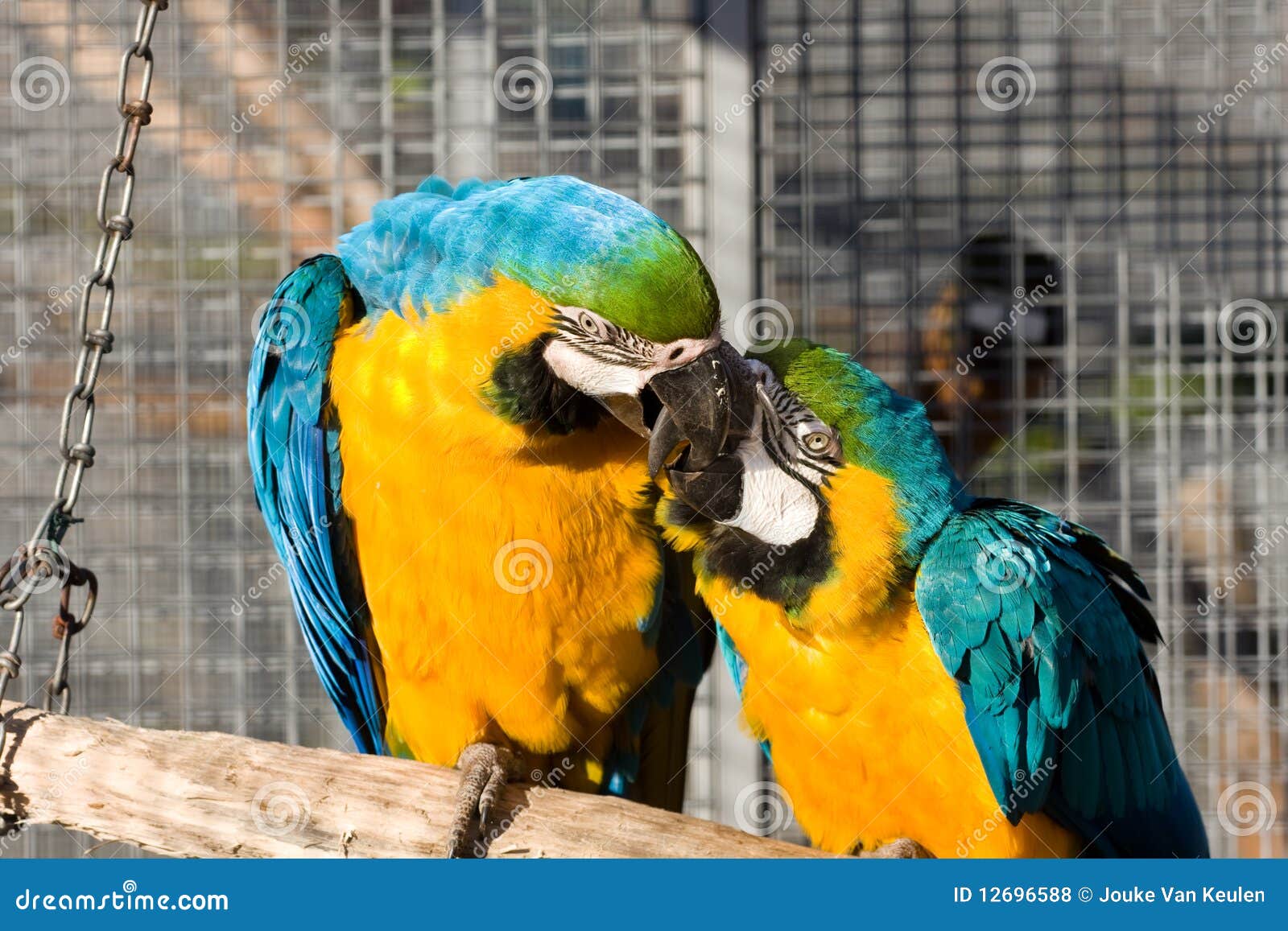 Two loving parrots stock photo. Image of crush, couple - 12696588
