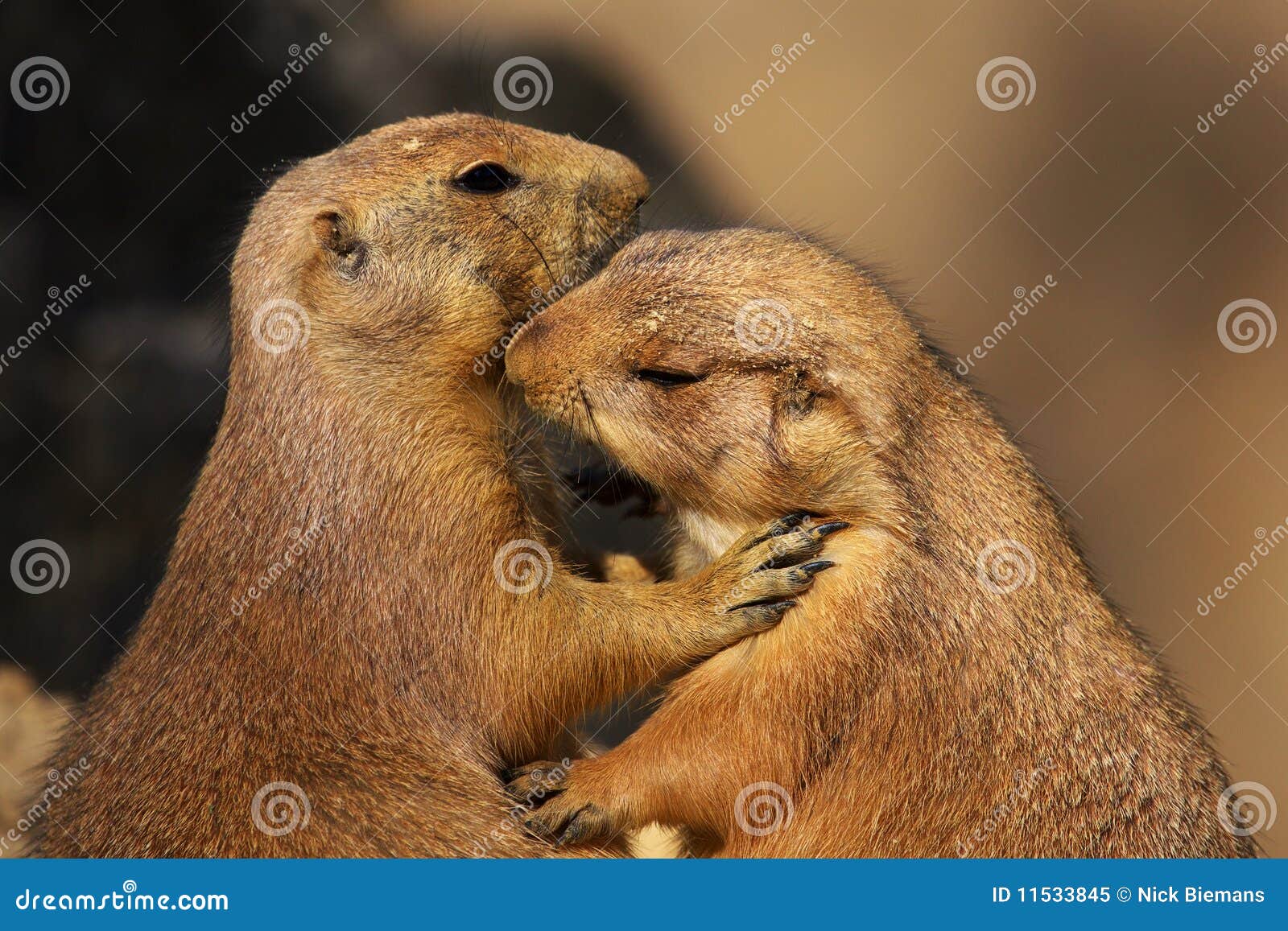Two loving prairie dogs stock image. Image of pair, animal - 11533845