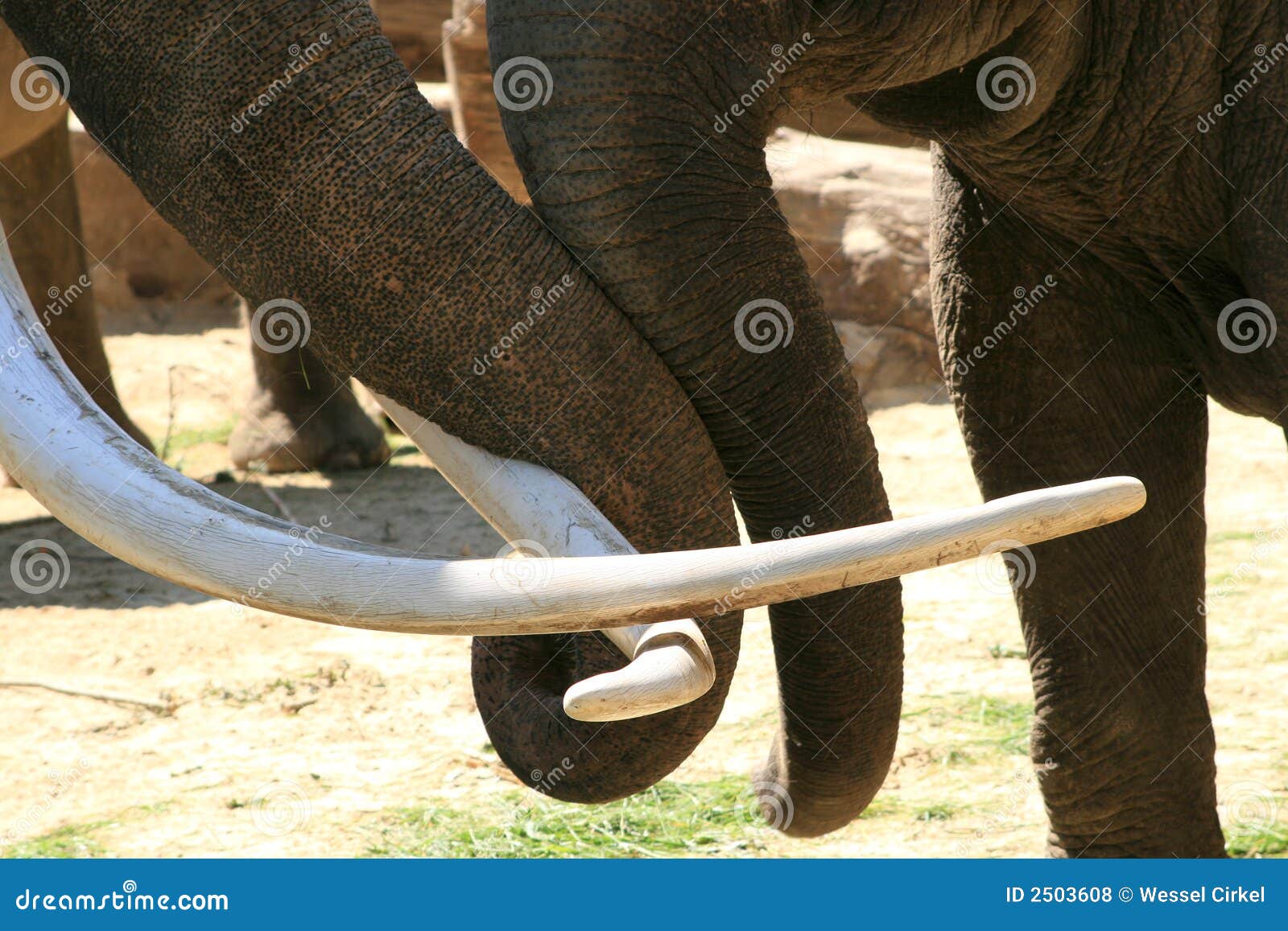 Two Loving Trunks (elephants) Stock Photo - Image of fangs, close: 2503608