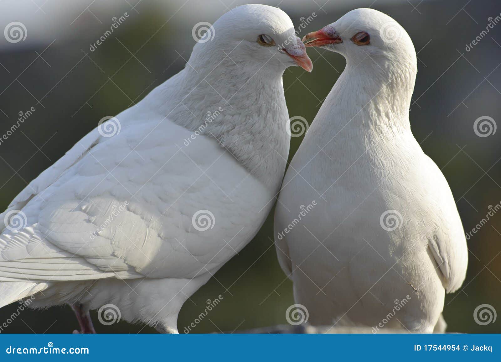 Two loving white doves stock photo. Image of soar, symbol - 17544954
