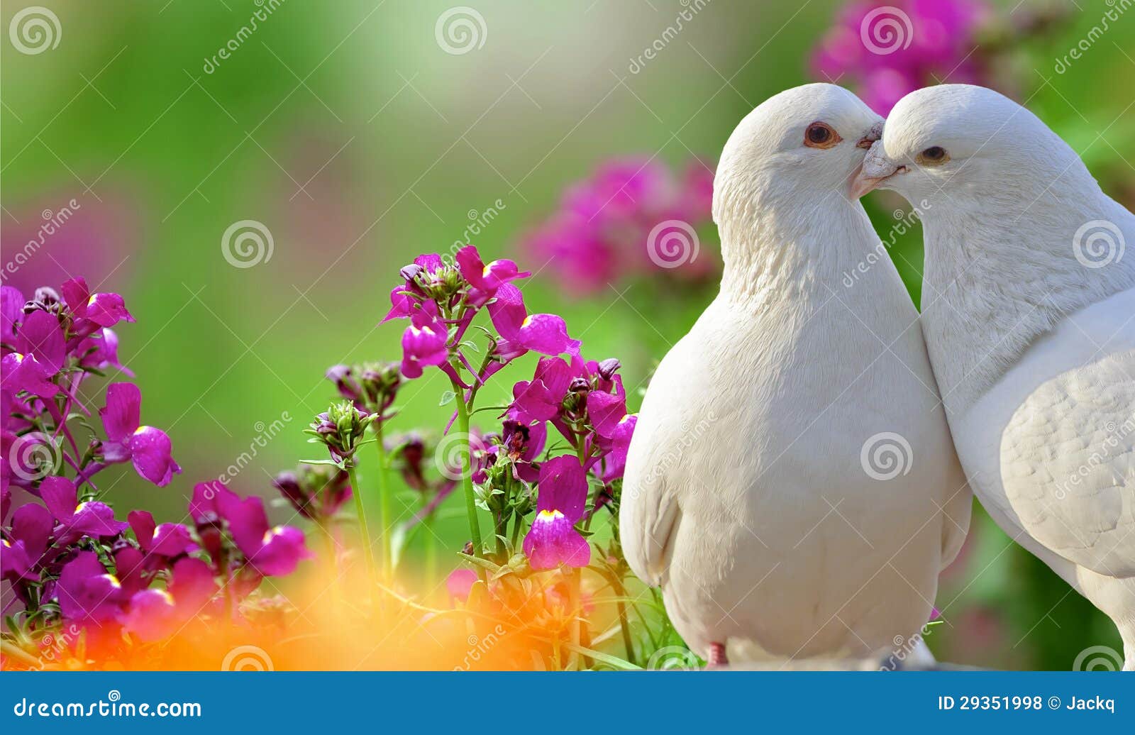 Two loving white doves stock photo. Image of hope, blossom - 29351998